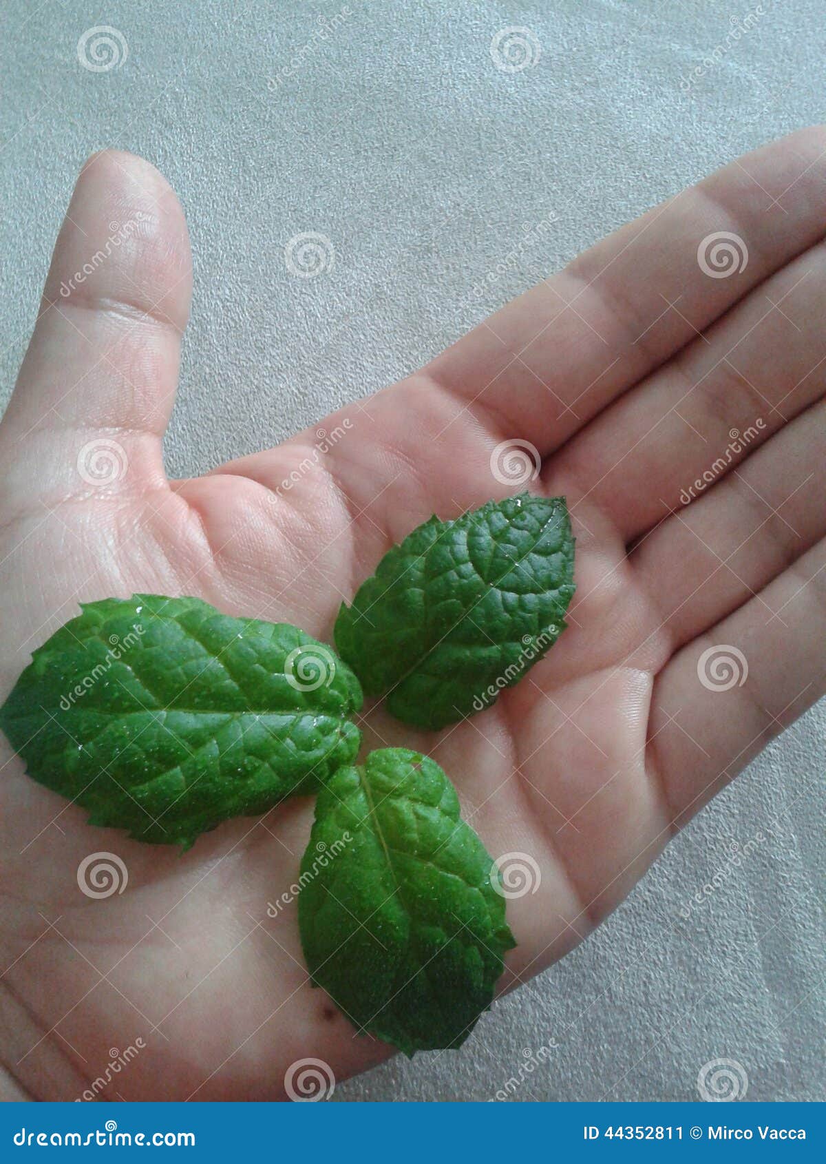 Mint leaves stock image. Image of hand, leaves, fresh - 44352811