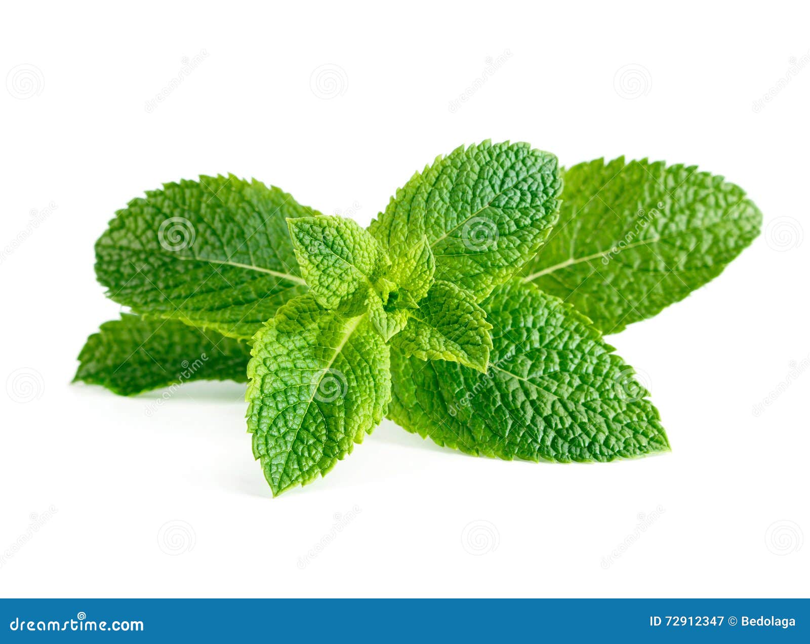 Mint Leaves Isolated on White Stock Image - Image of isolated, natural ...