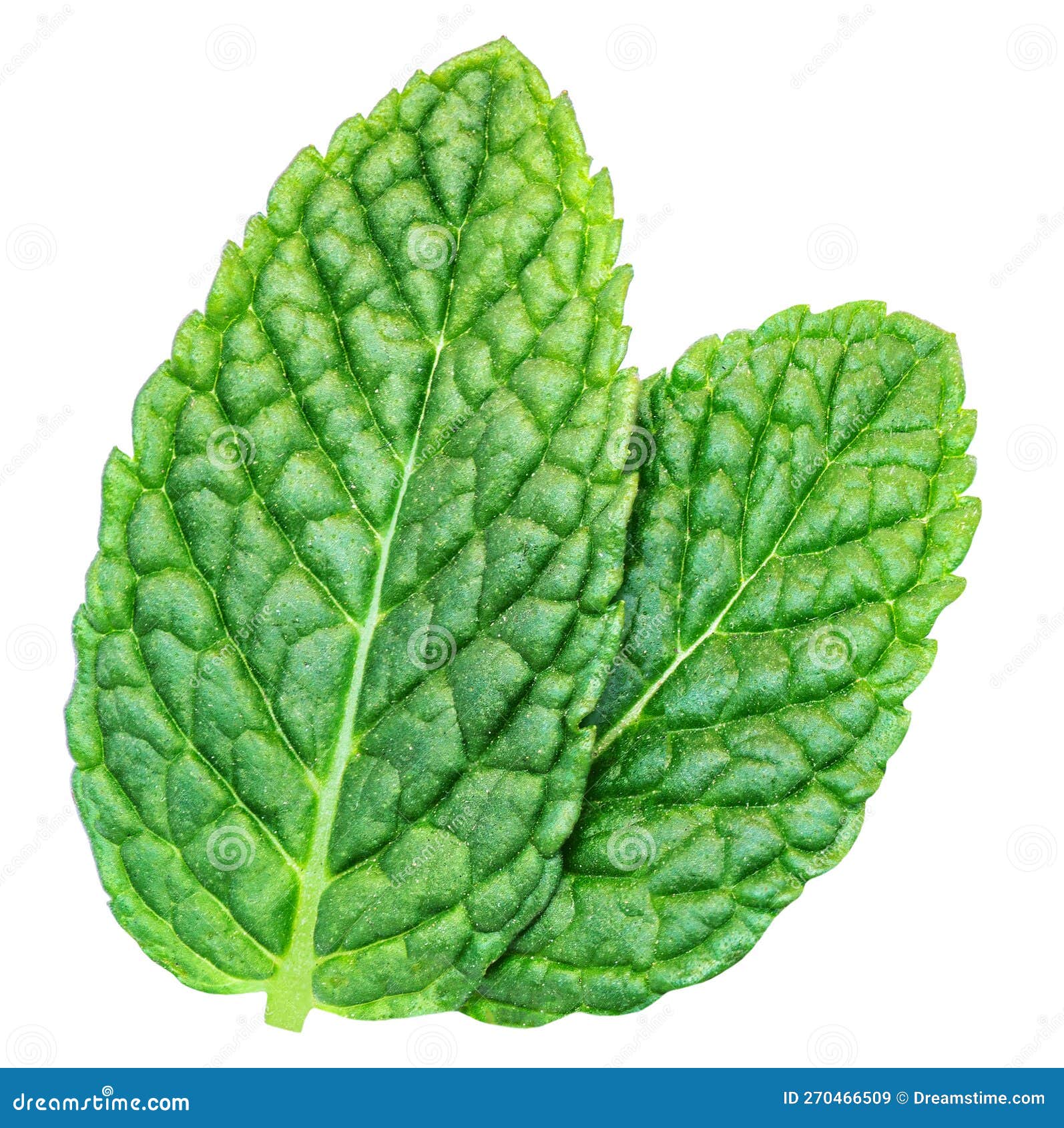 Mint Leaves Isolated on the White Background. Mint, Peppermint (Mentha ...