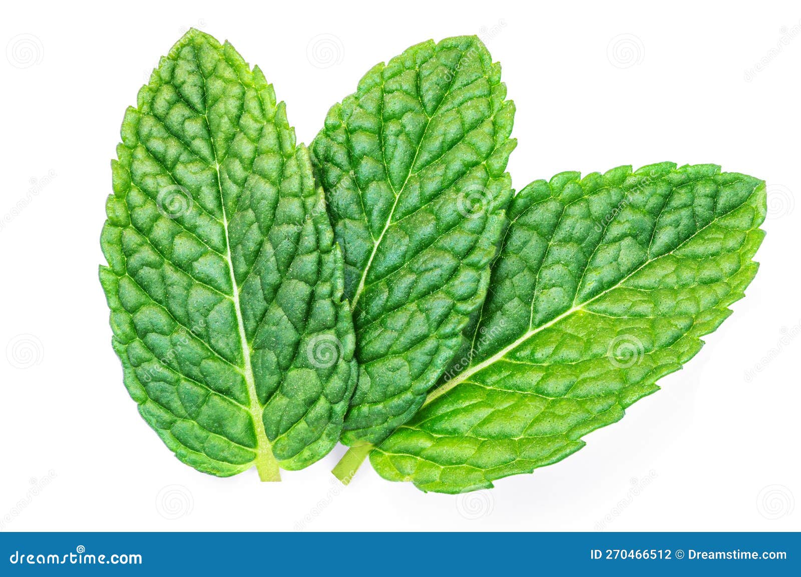 Mint Leaves Isolated on the White Background. Mint, Peppermint (Mentha ...