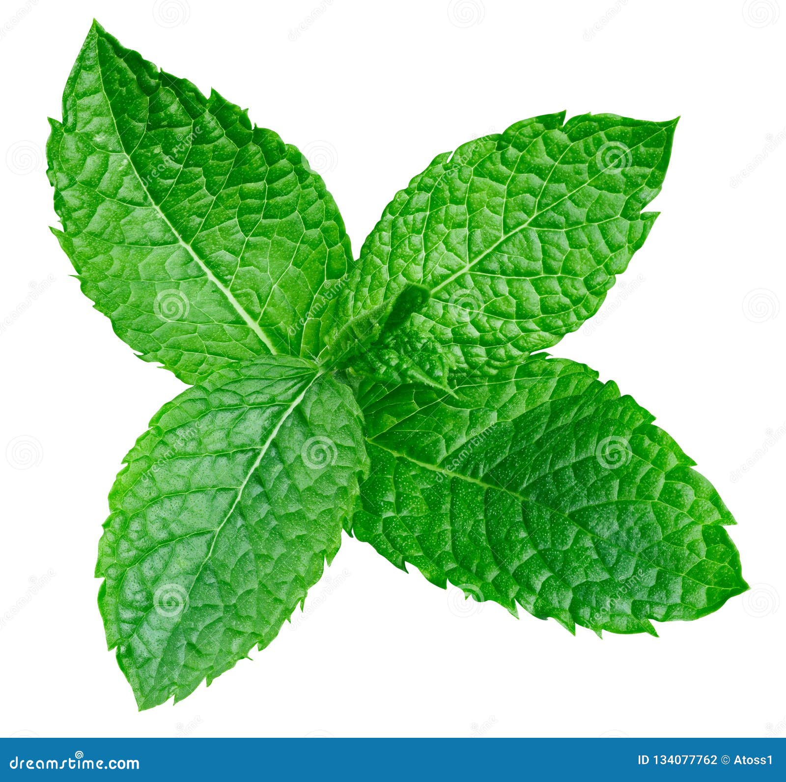 Mint leaves isolated stock photo. Image of isolated - 134077762