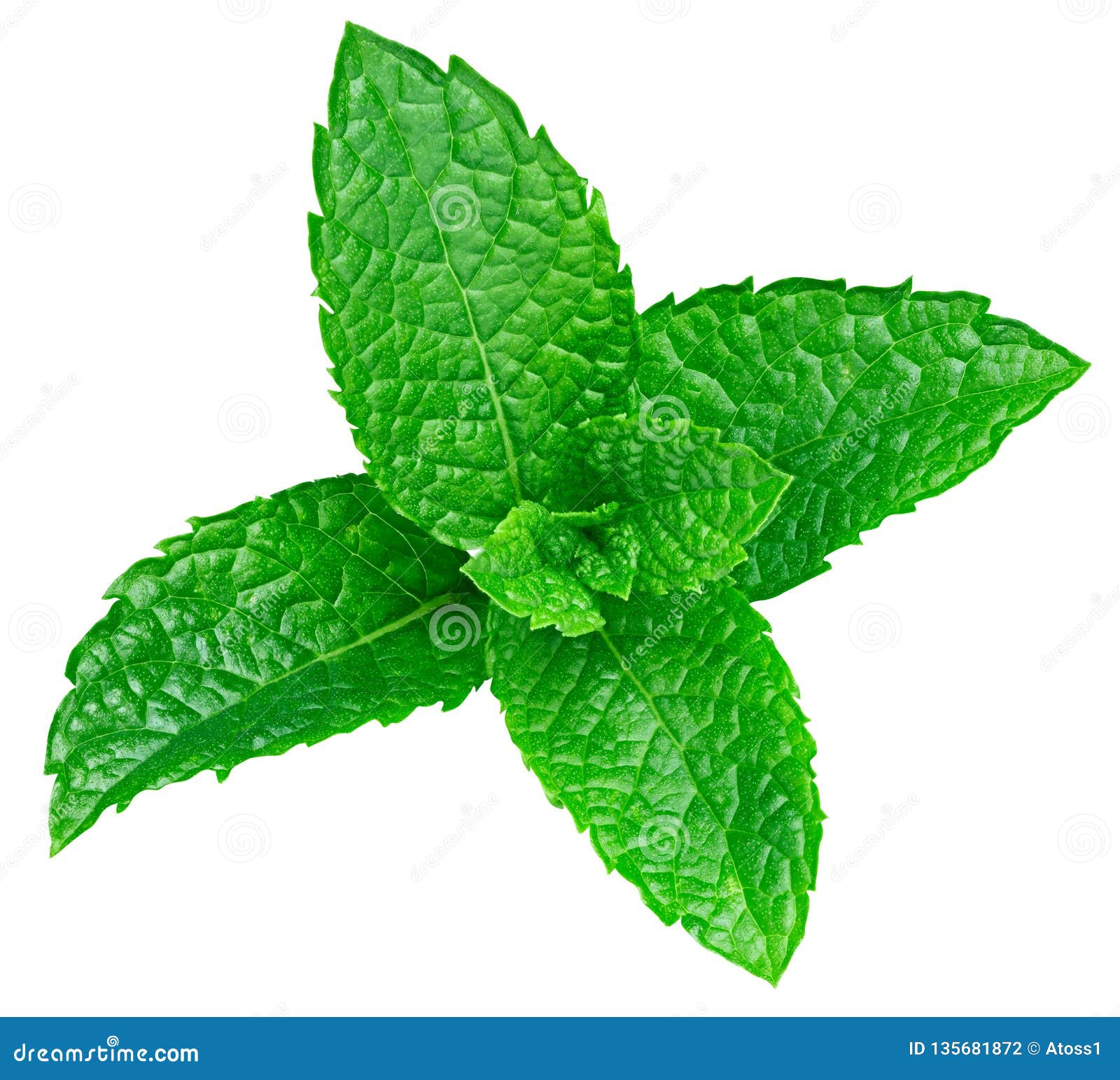 Mint leaves isolated stock photo. Image of foliage, herbal - 135681872