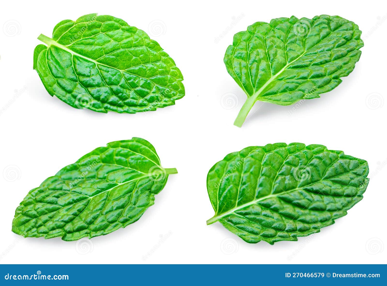 Mint Leaves Pattern. Fresh Melissa Isolated on White Background Stock ...