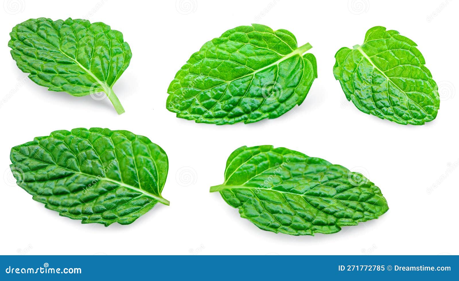 Mint Leaves Pattern. Fresh Melissa Isolated on White Background. Set ...