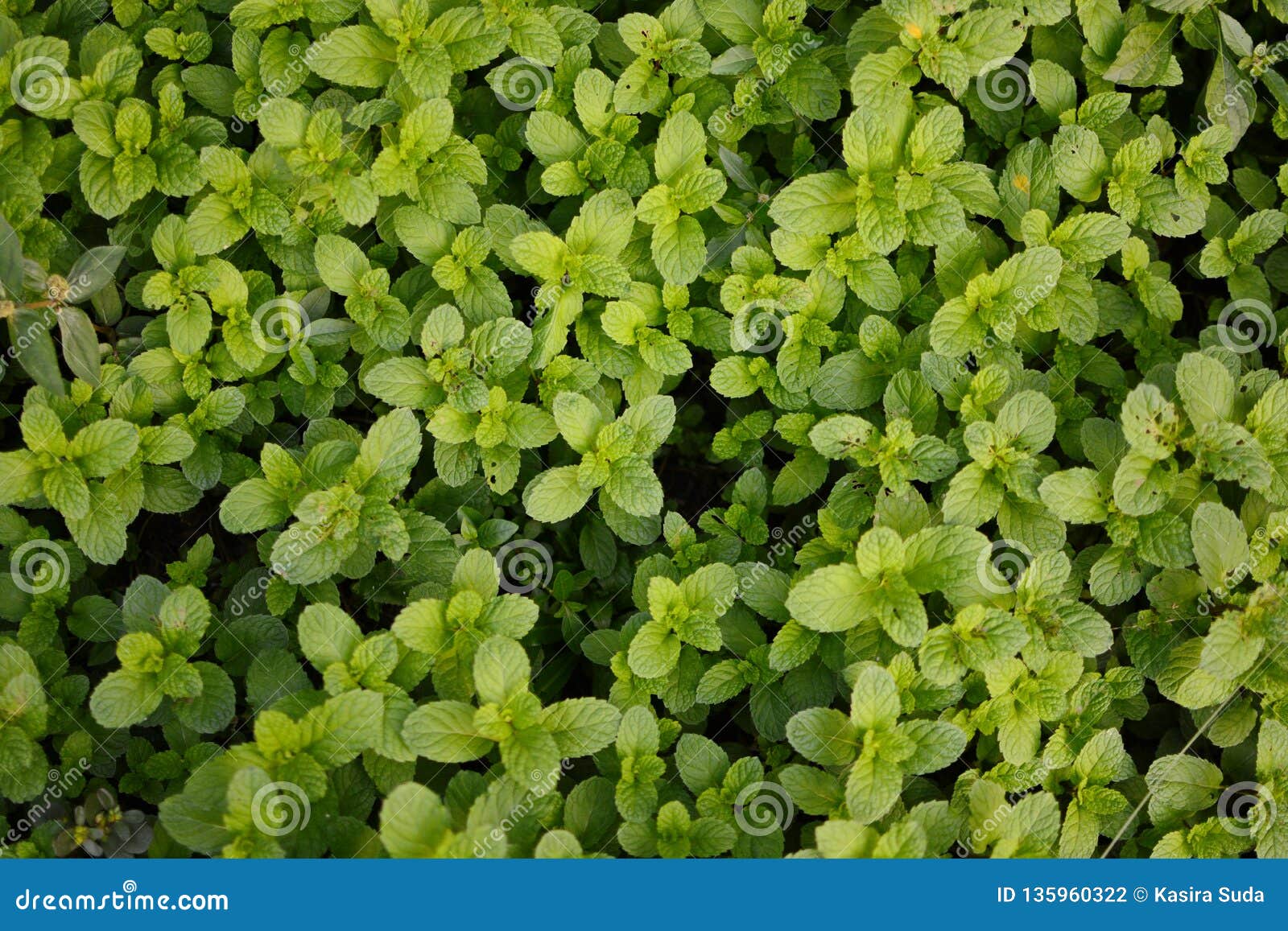 Mint Leaves, Peppermint Leaves of Mint on Green Background, Closeup of ...