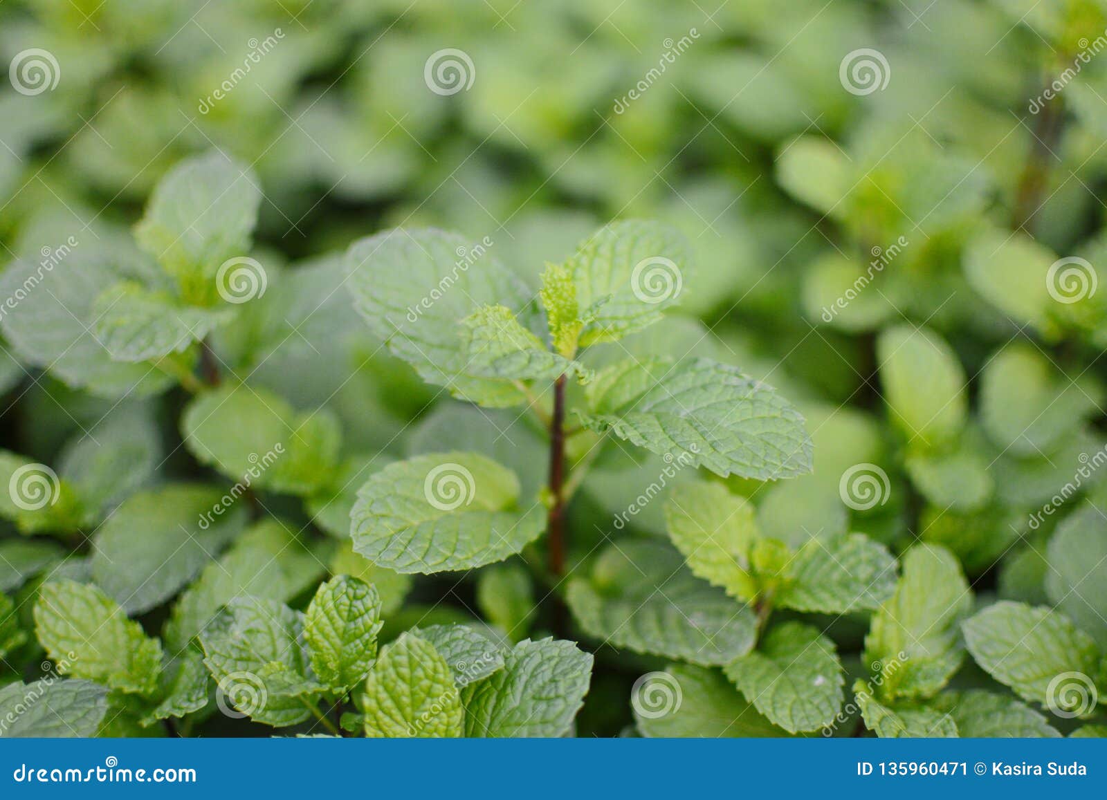 Mint Leaves, Peppermint Leaves of Mint on Green Background, Closeup of ...