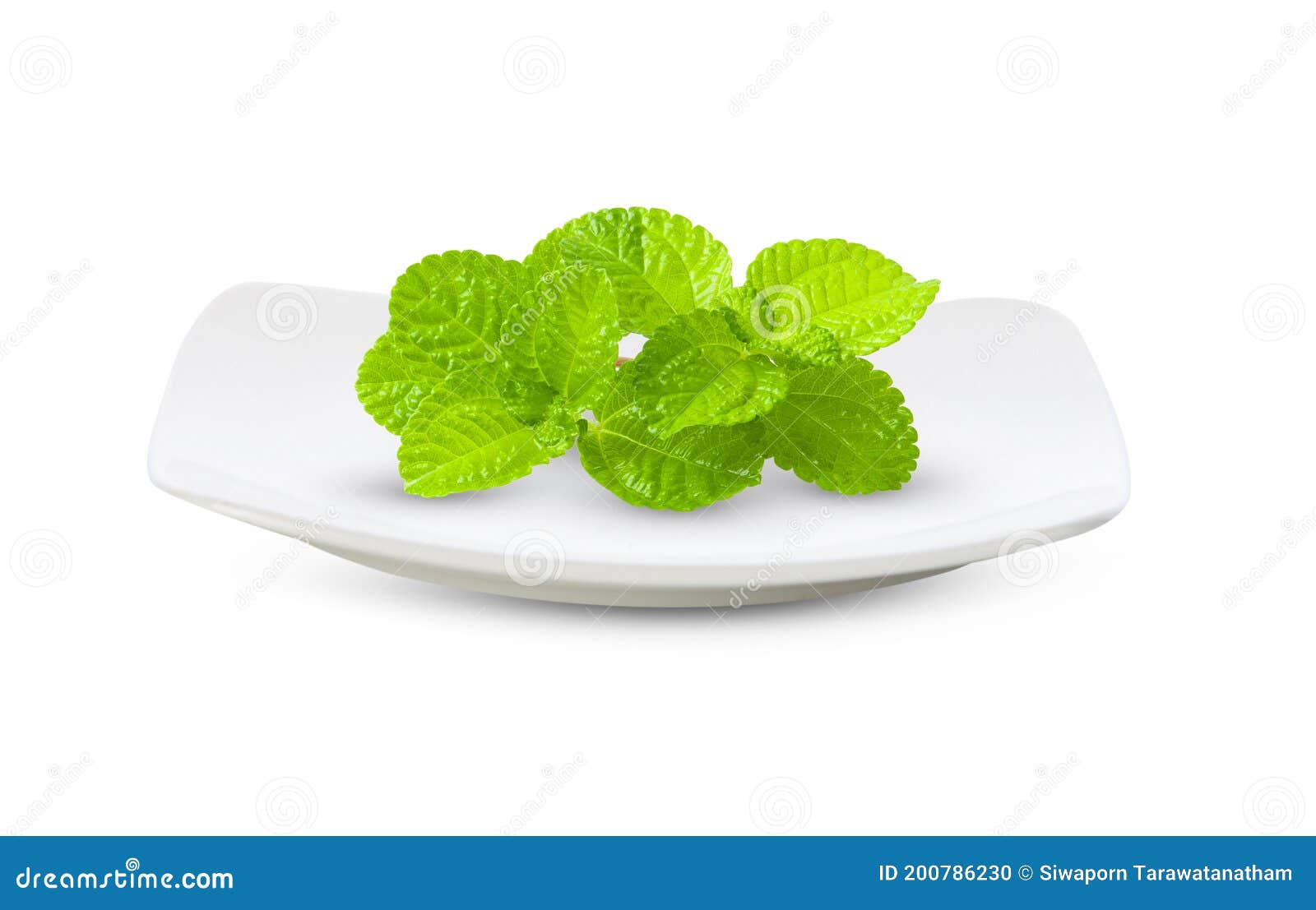 Mint Leaves on Plate Isolated on White Background Stock Photo - Image ...