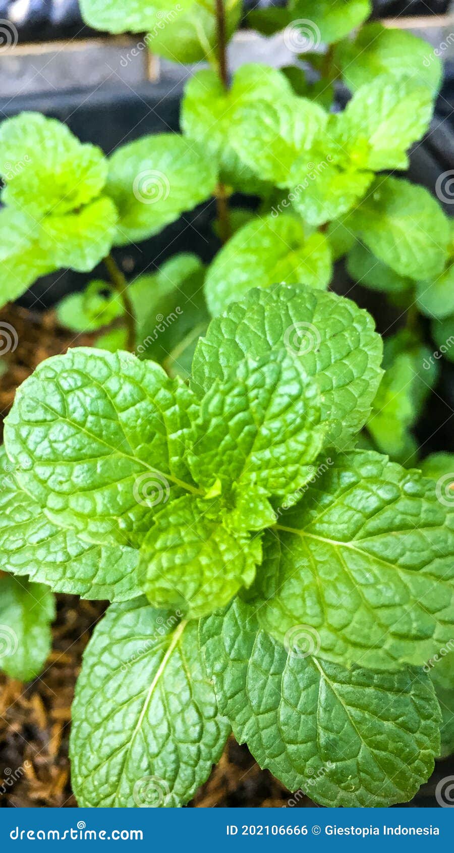 Mint Leaves stock photo. Image of potrait, mint, small - 202106666