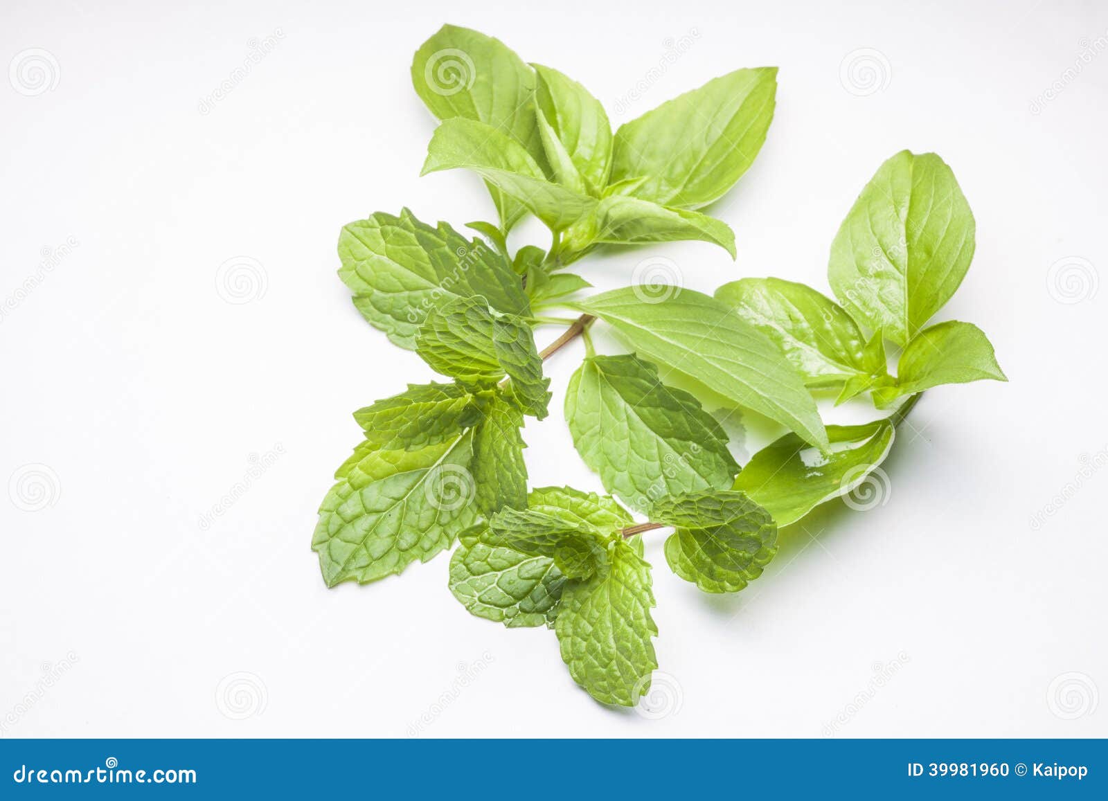 Mint Leaves and Sweet Basil Isolated Stock Photo - Image of culinary ...
