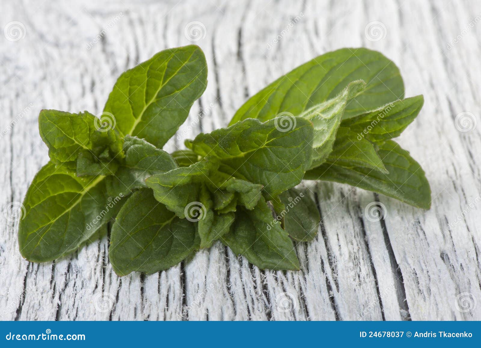 Mint leaves on a table stock image. Image of freshness - 24678037