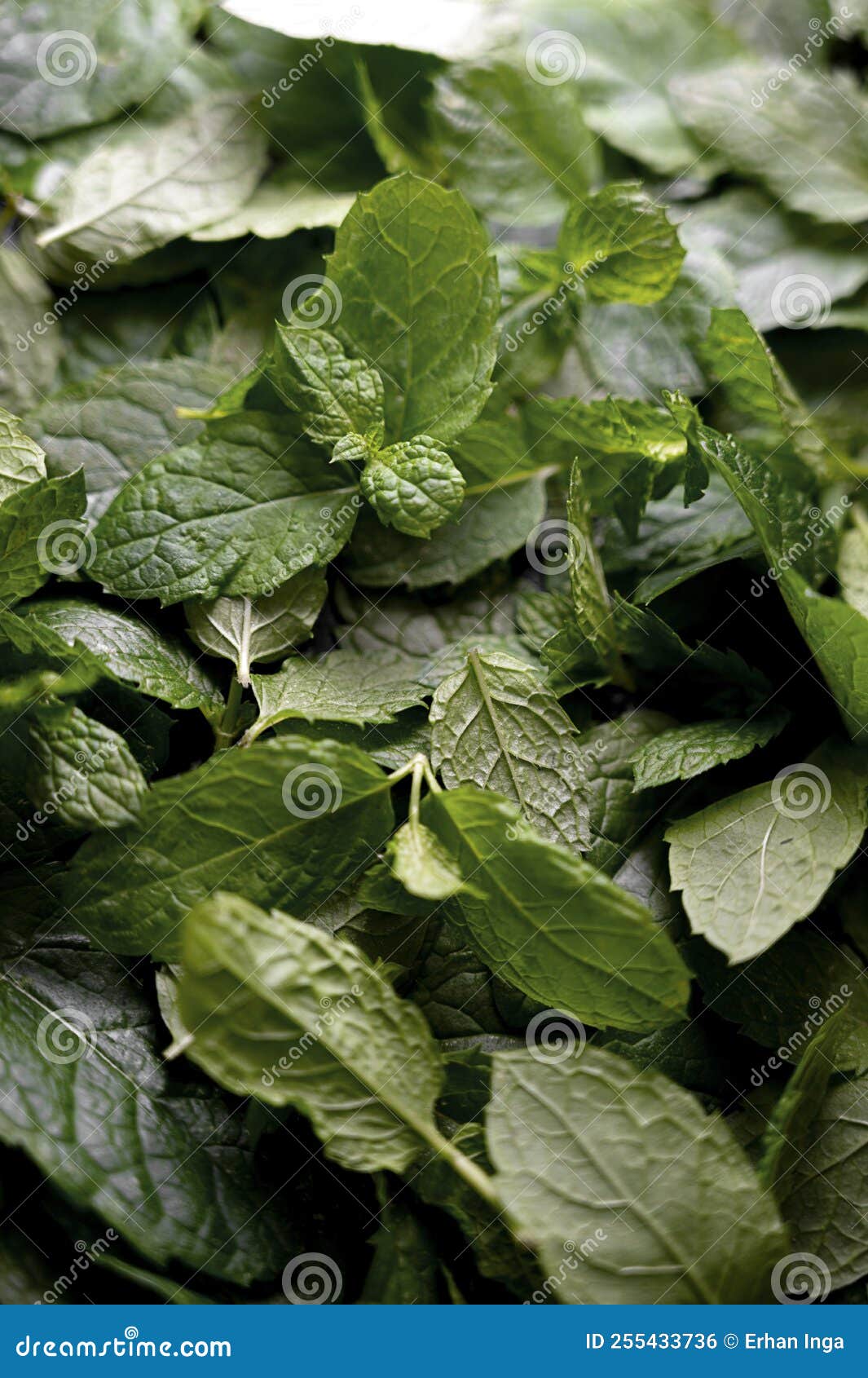 Mint Leaves Texture, Fresh Mint Close Up Stock Photo - Image of herbal ...