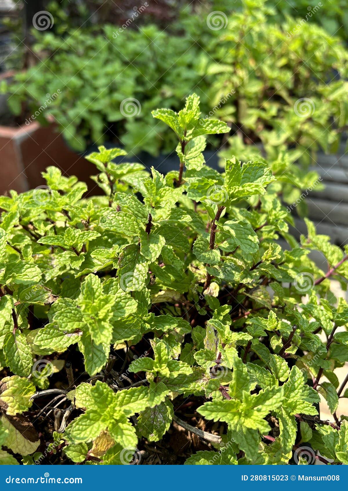 Mint Leaves on Mint Tree, Peppermint on Nature Background Stock Image ...