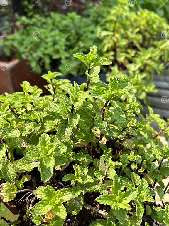 Mint Leaves on Mint Tree, Peppermint on Nature Background Stock Image ...