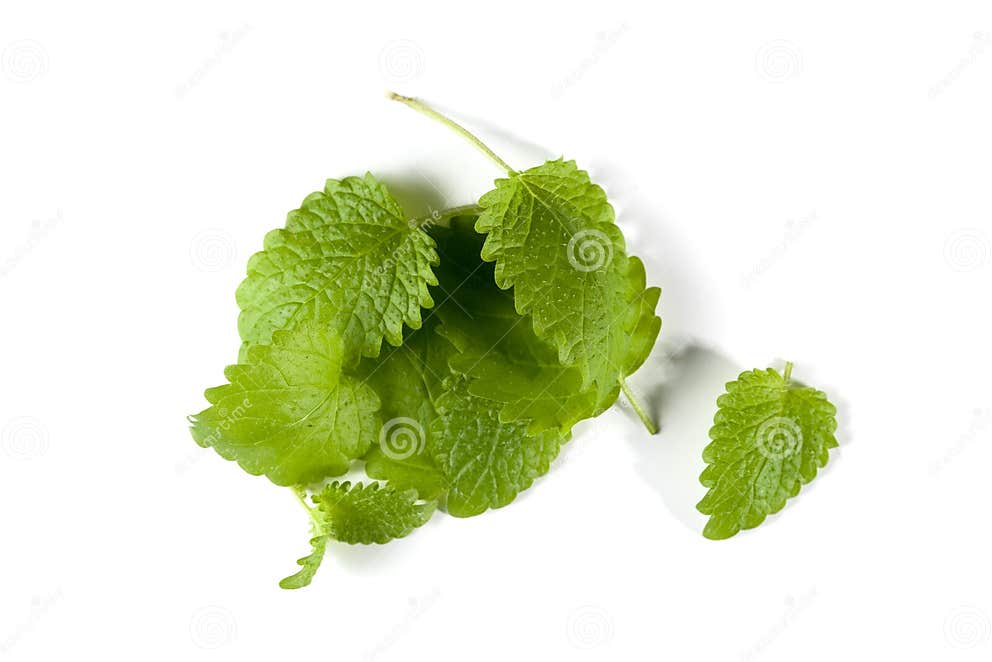 Mint leaves on white stock image. Image of plant, gardening - 4656605