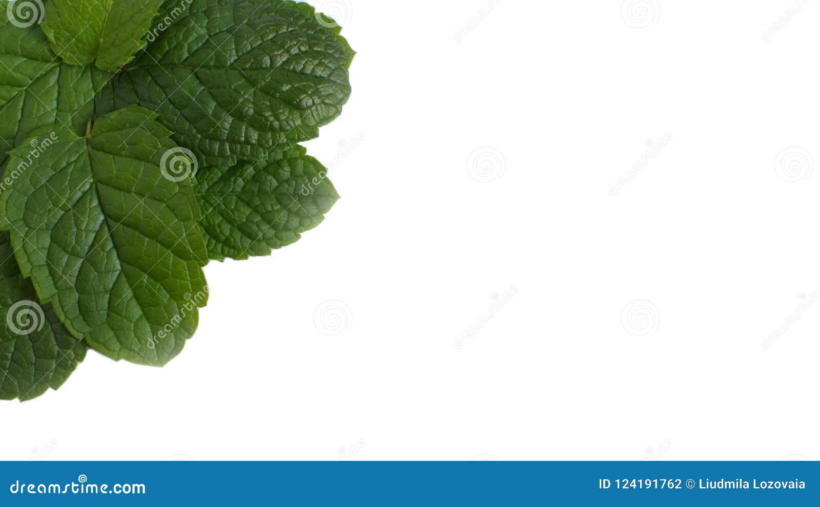 Mint Leaves on White Background Stock Photo - Image of fresh, isolated ...
