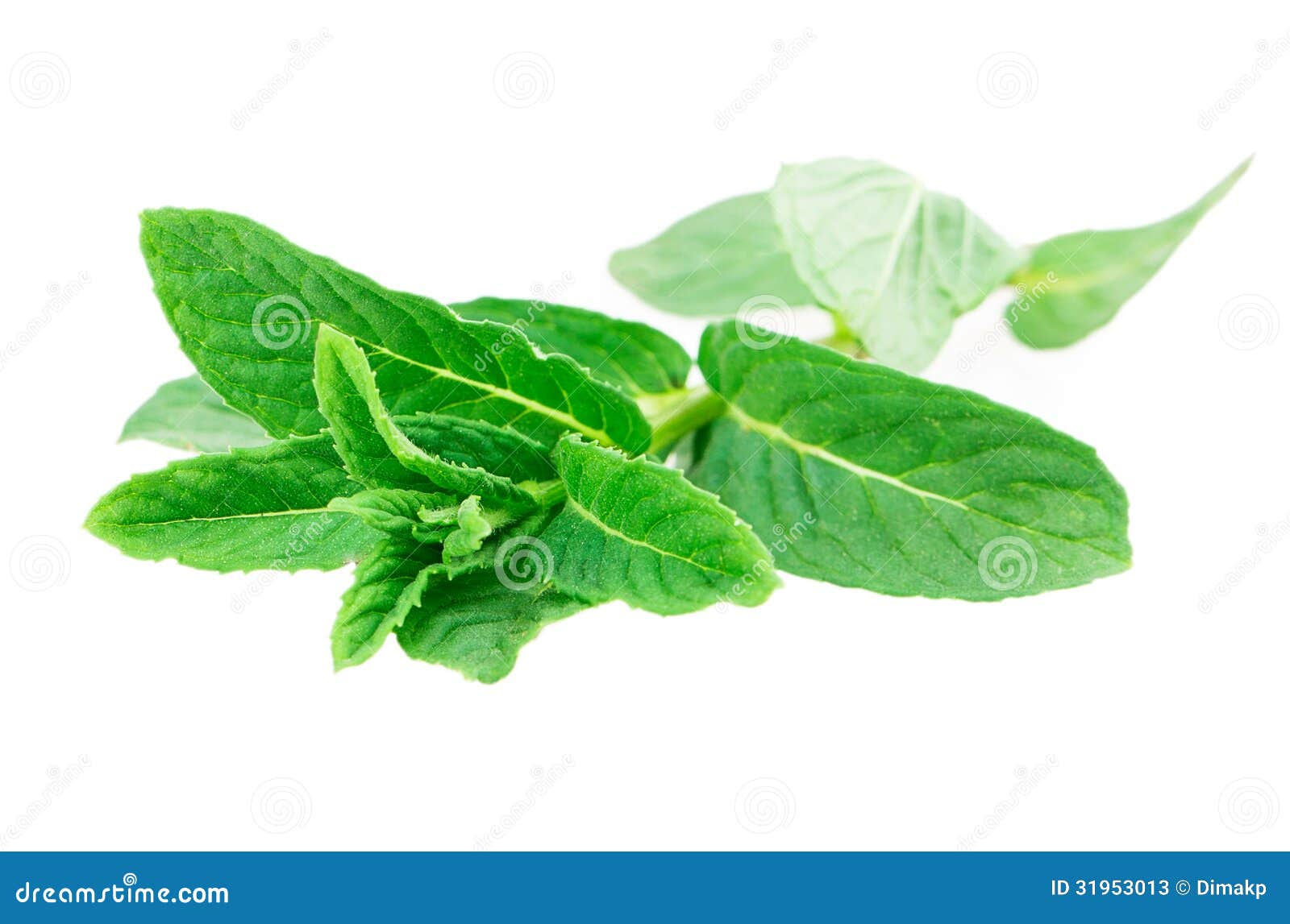Mint, lemon balm stock image. Image of fragrance, balm - 31953013