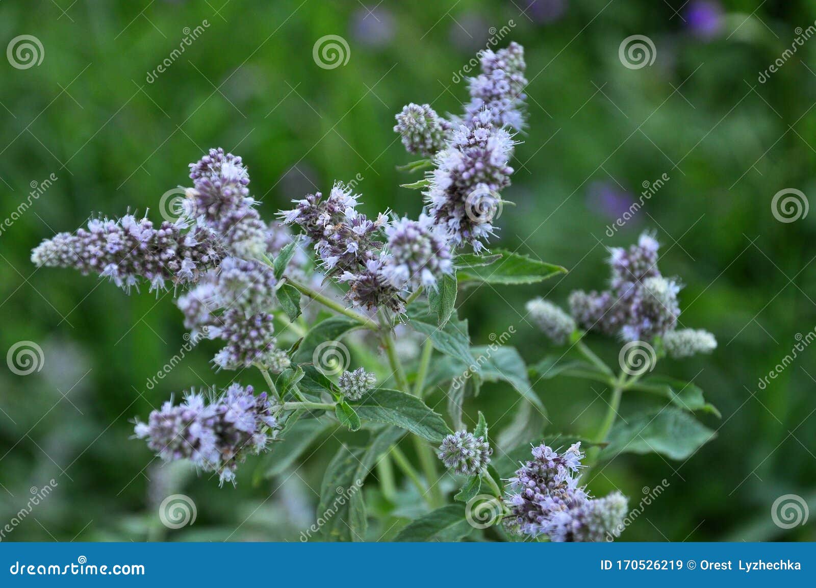 Mint Long-leaved Mentha Longifolia Grows in Nature Stock Image - Image ...