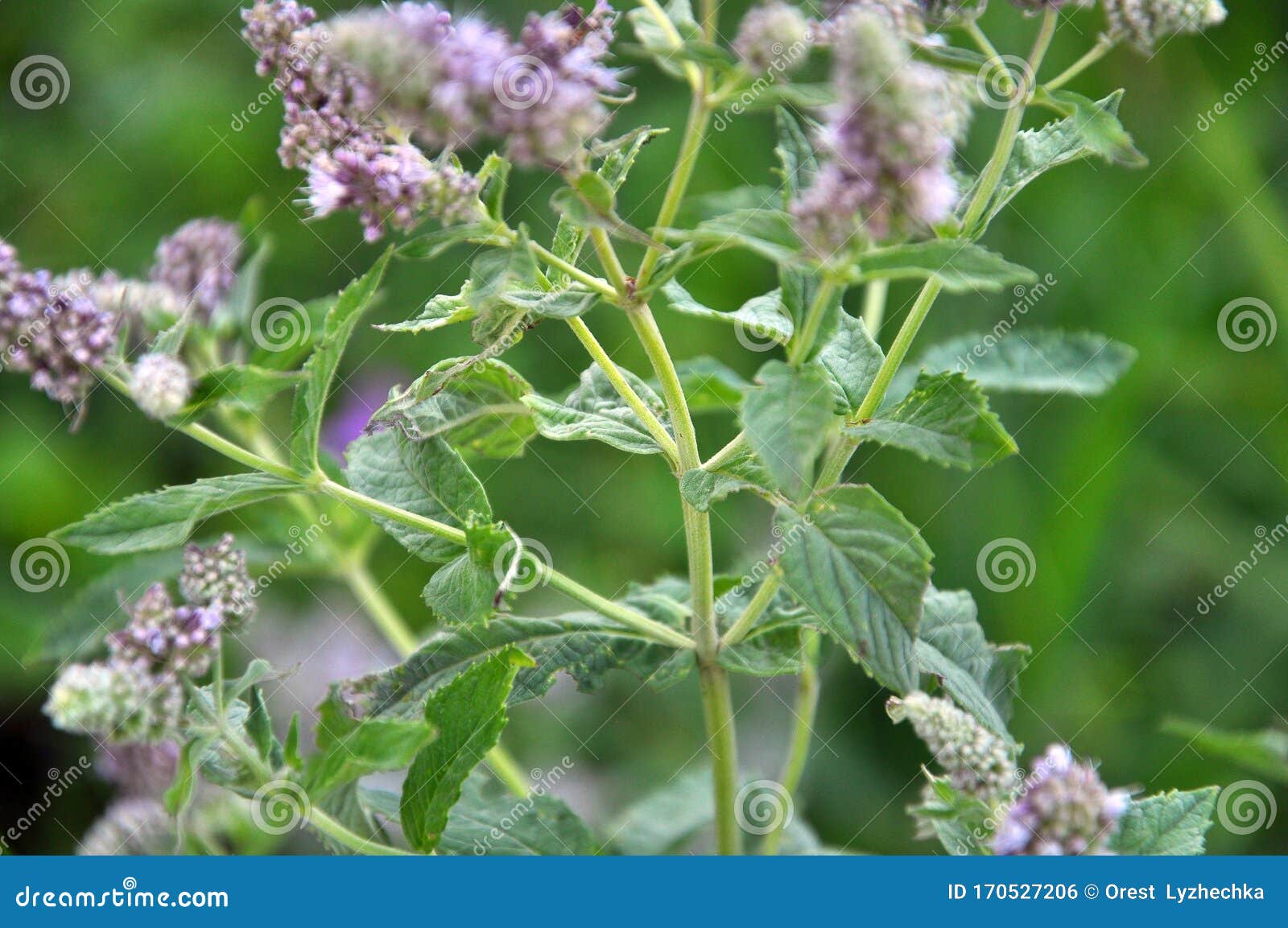 Mint Long-leaved Mentha Longifolia Grows in Nature Stock Photo - Image ...