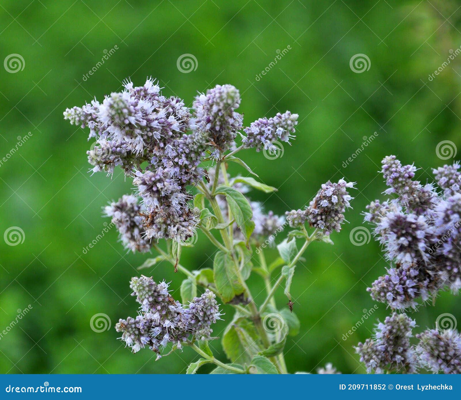 Mint Long-leaved Mentha Longifolia Grows in Nature Stock Photo - Image ...