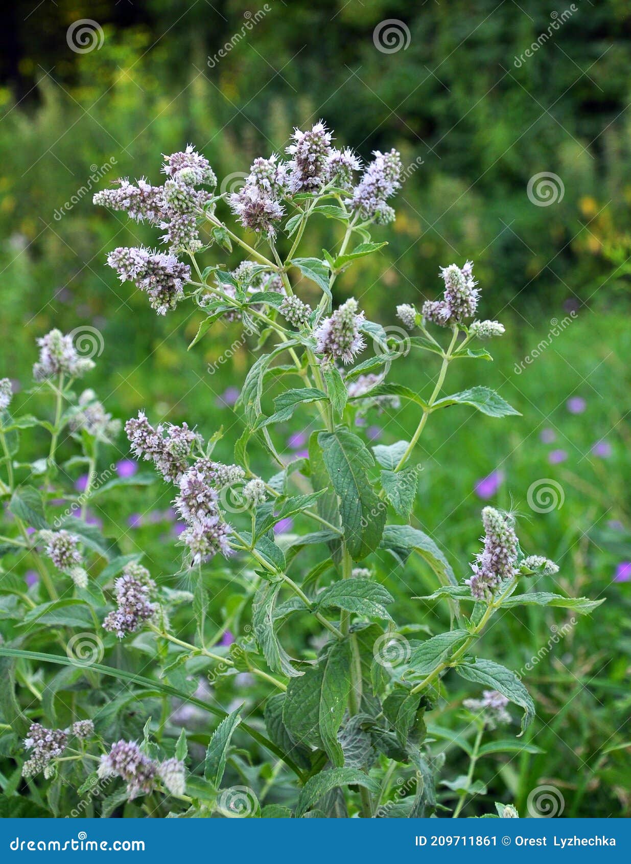 Mint Long-leaved Mentha Longifolia Grows In Nature Stock Photo ...