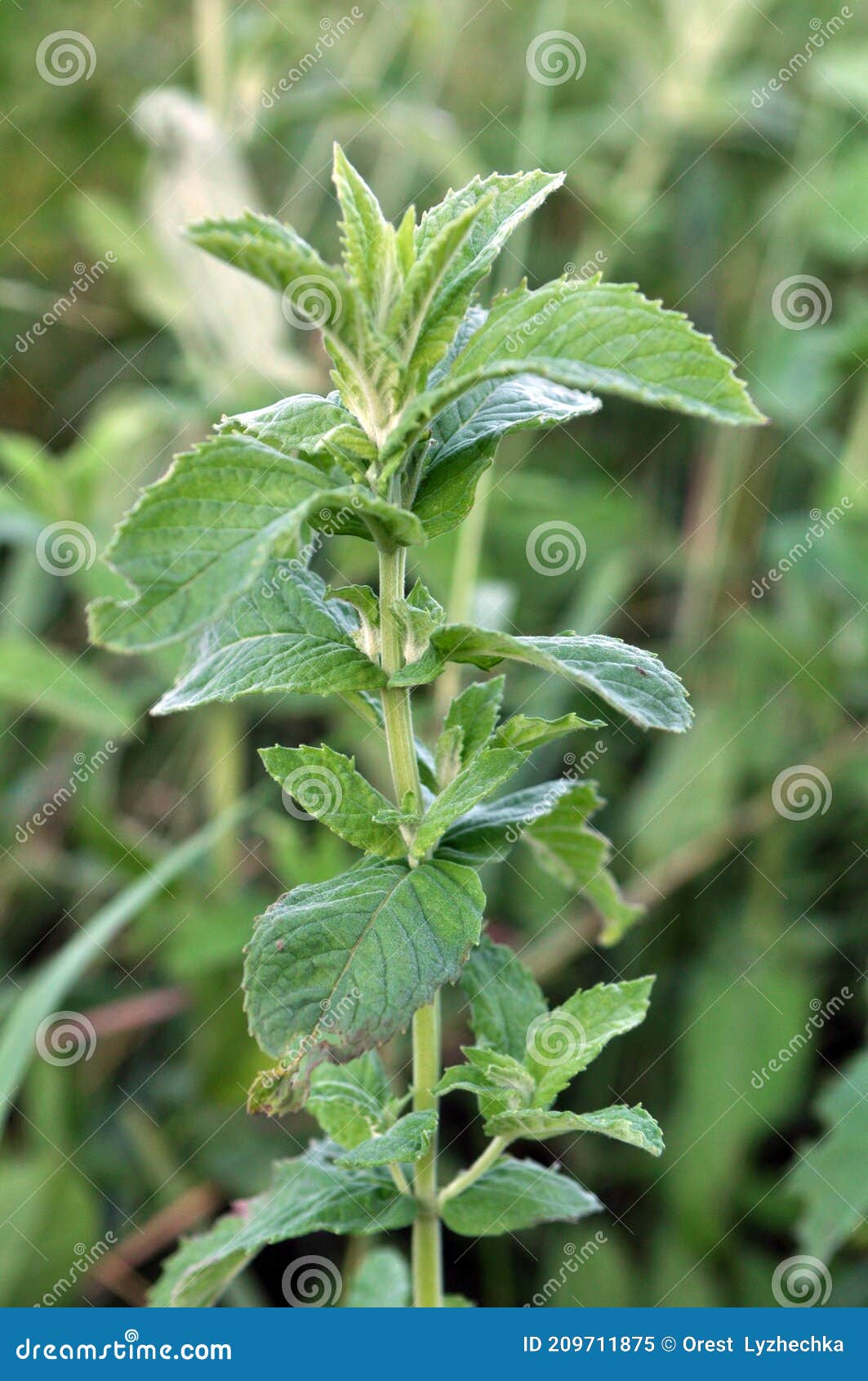 Mint Long-leaved Mentha Longifolia Grows in Nature Stock Image - Image ...