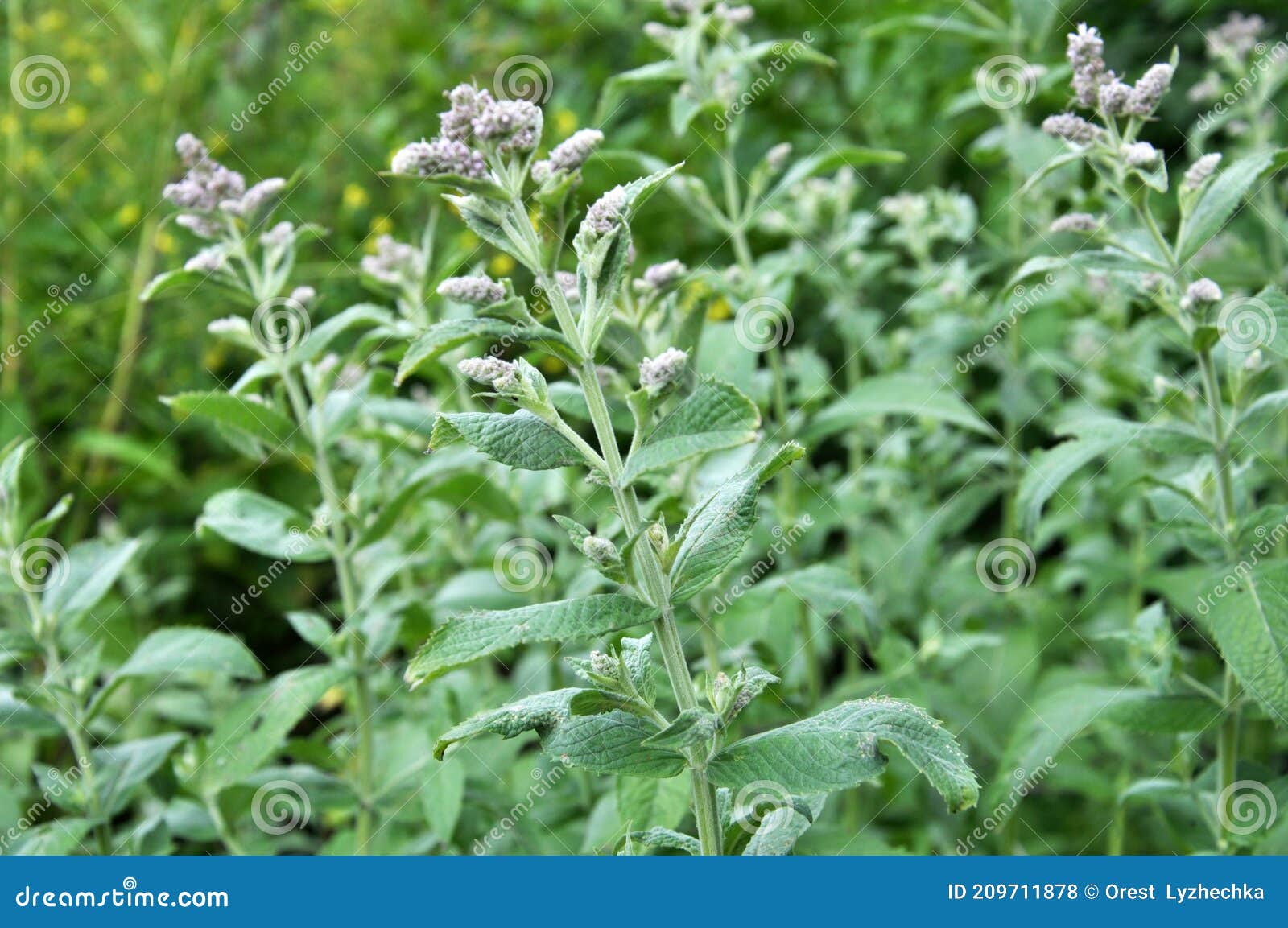 Mint Long-leaved Mentha Longifolia Grows In Nature Royalty-Free Stock ...