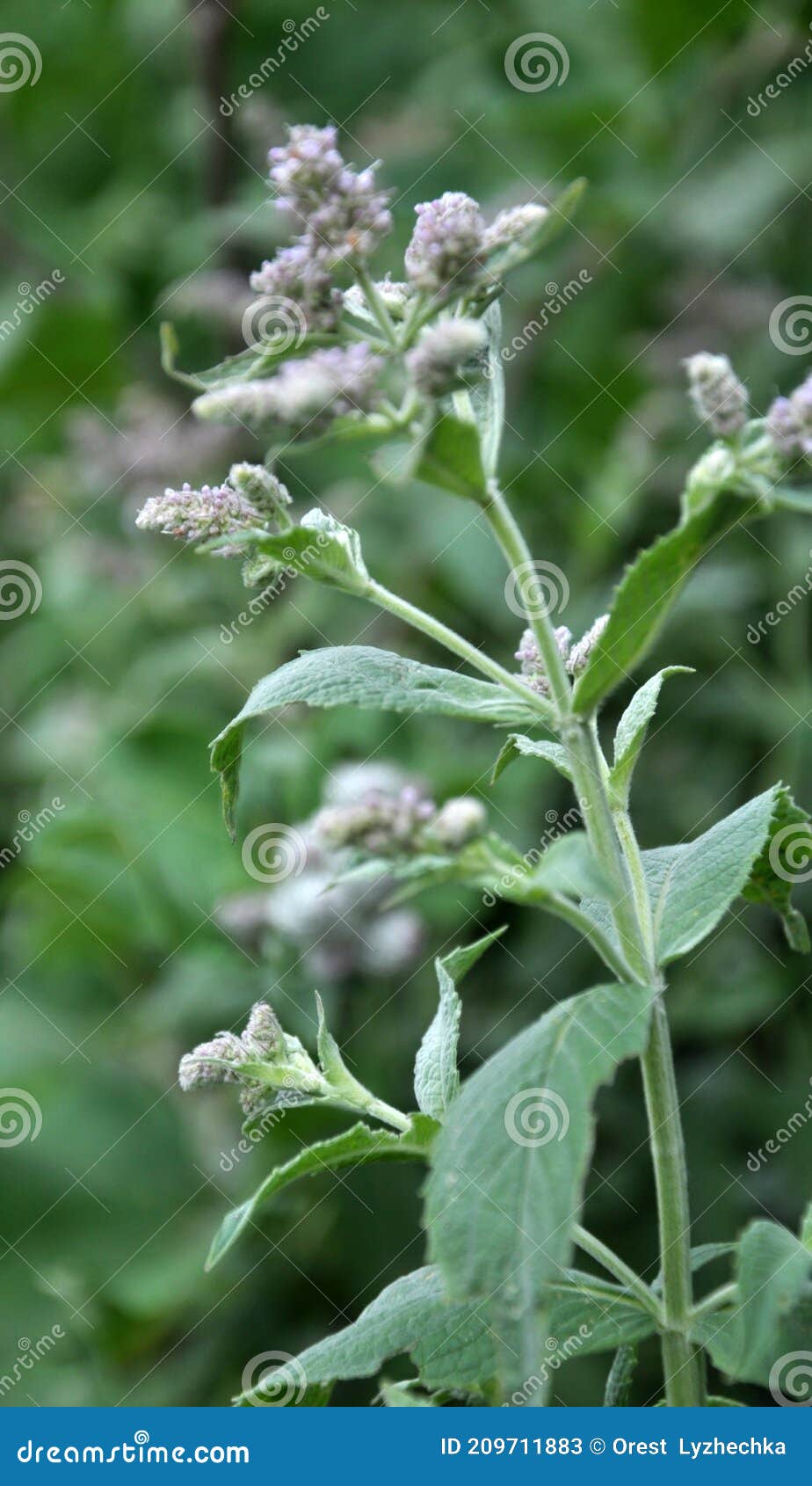 Mint Long-leaved Mentha Longifolia Grows In Nature Stock Photo ...