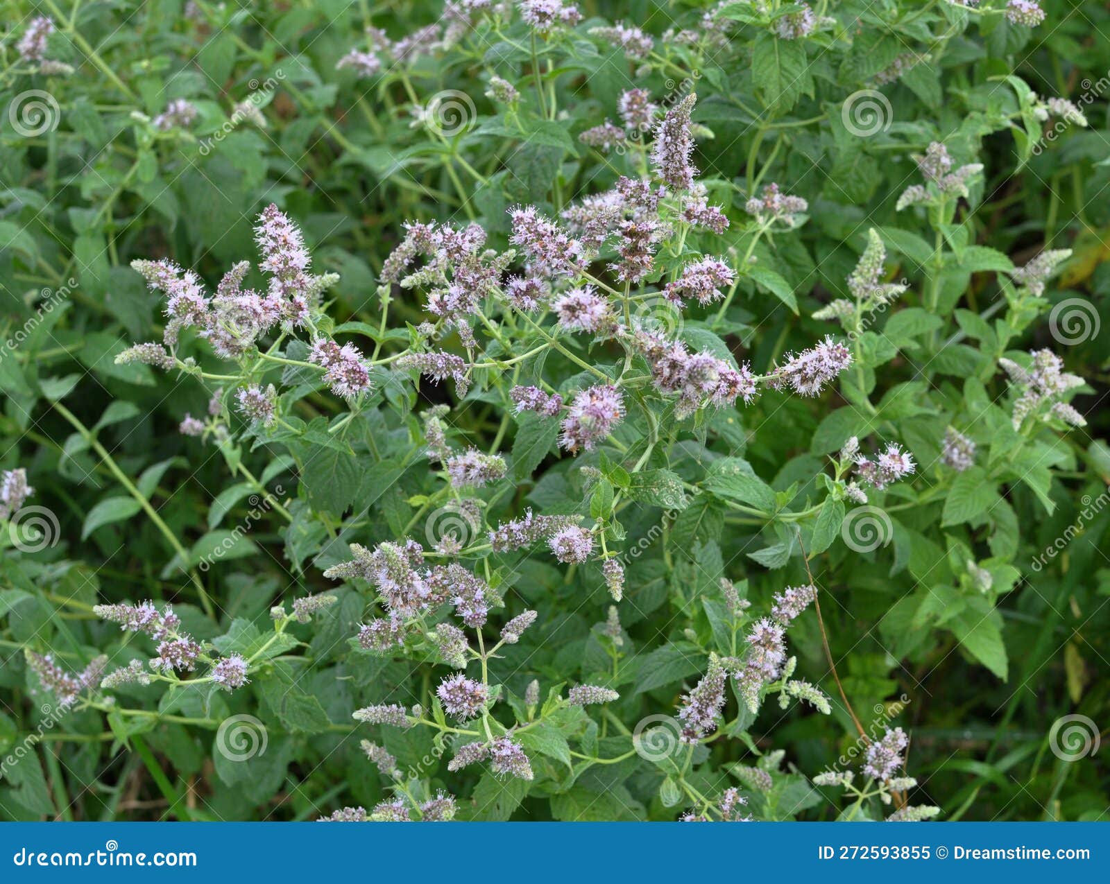 Mint Long-leaved (Mentha Longifolia) Grows in Nature Stock Image ...