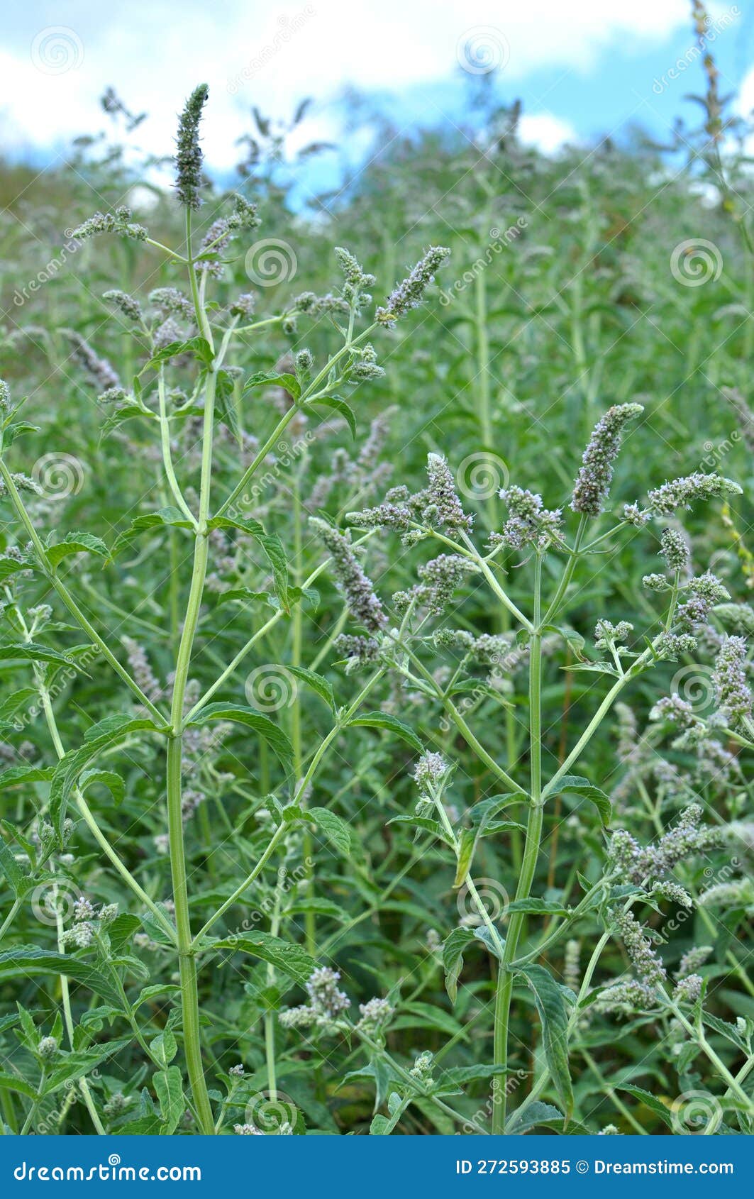 Mint Long-leaved (Mentha Longifolia) Grows in Nature Stock Image ...