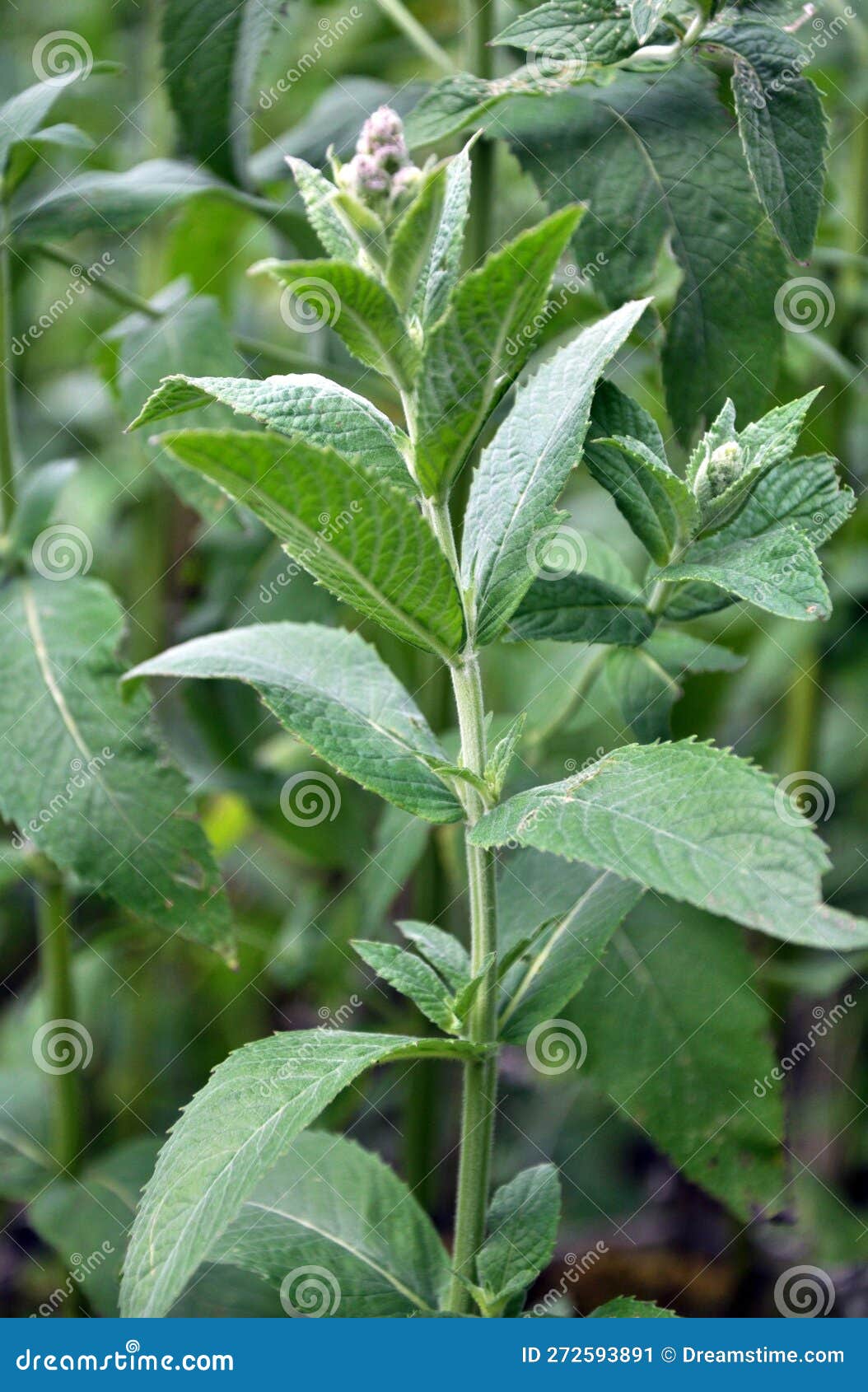 Mint Long-leaved (Mentha Longifolia) Grows in Nature Stock Image ...
