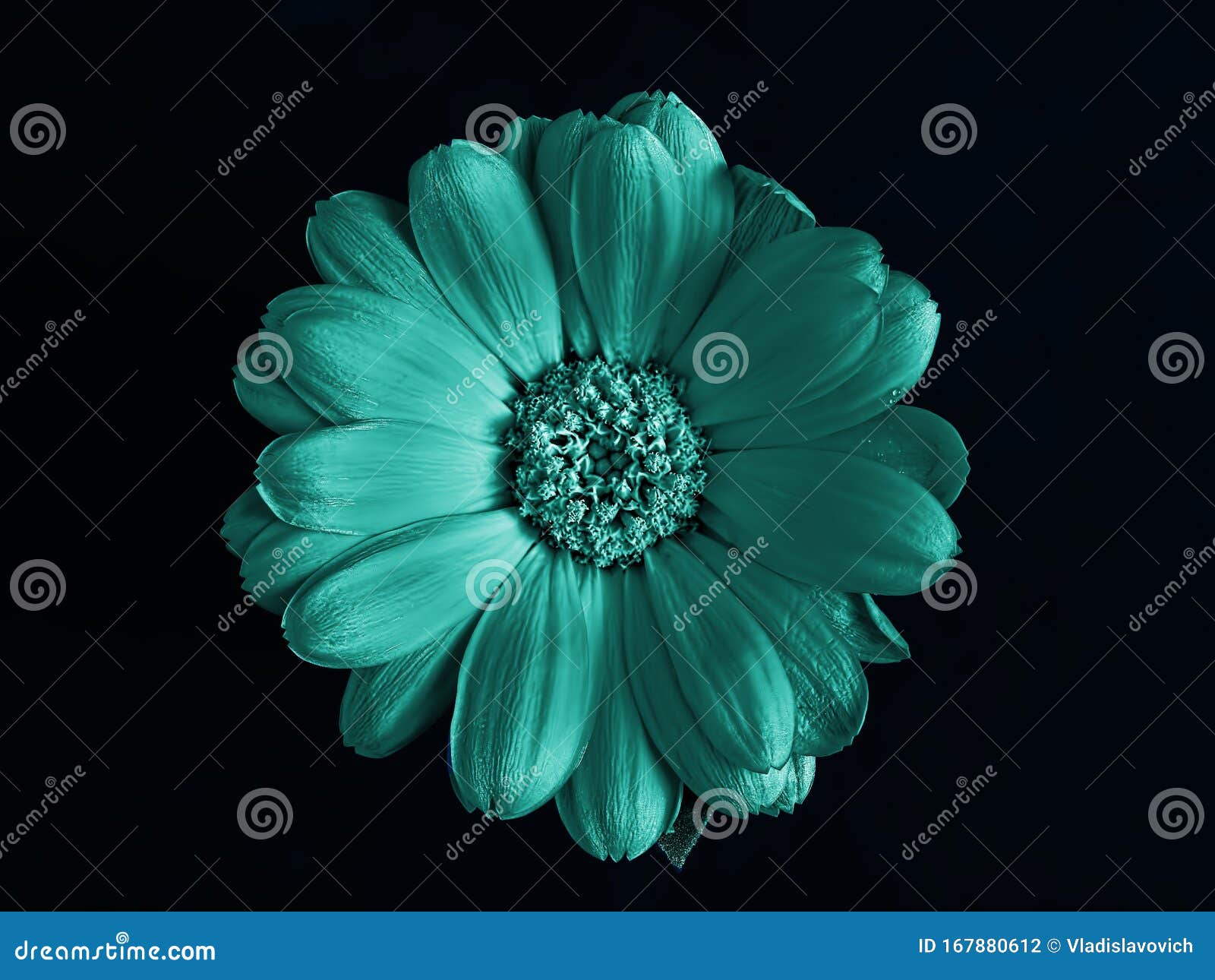 Mint In Flower Mentha Longifolia Or Mentha Spicata Or Mentha Sylvestris ...