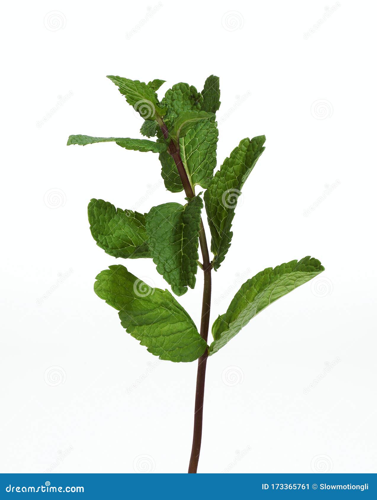 MENTHE stock image. Image of indoor, botany, ingredient - 173365761