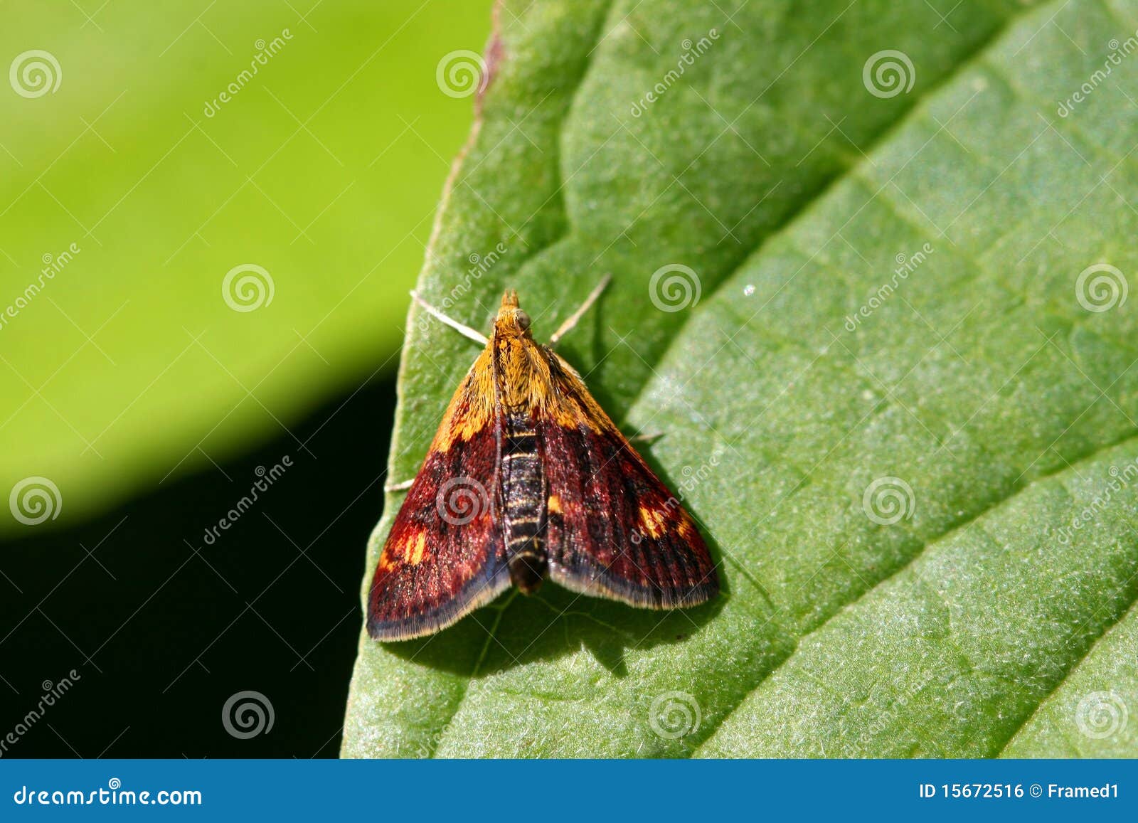 Mint Moth stock photo. Image of macro, close, black, arthropod - 15672516