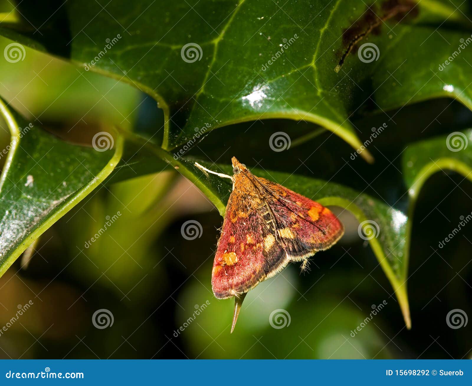 Mint Moth stock photo. Image of aurata, creature, nature - 15698292