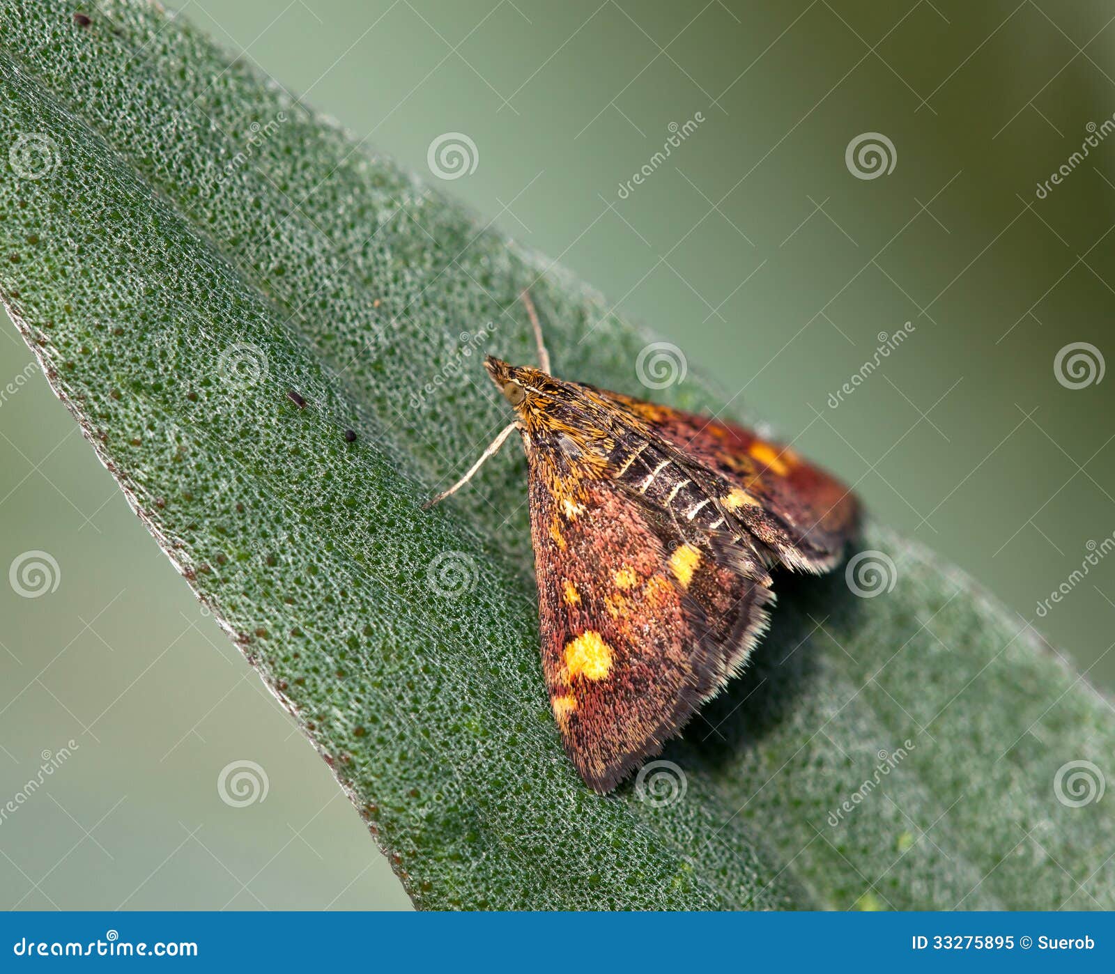 Mint Moth stock image. Image of wildlife, daytime, antennae - 33275895