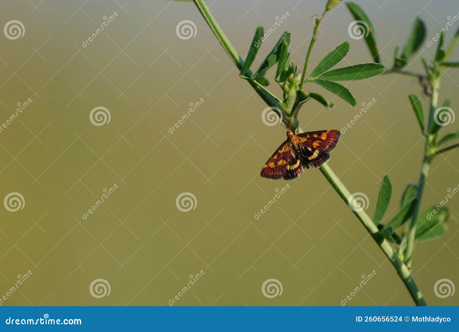 Mint Moth in Nature on a Plant Stock Photo - Image of europe, small ...