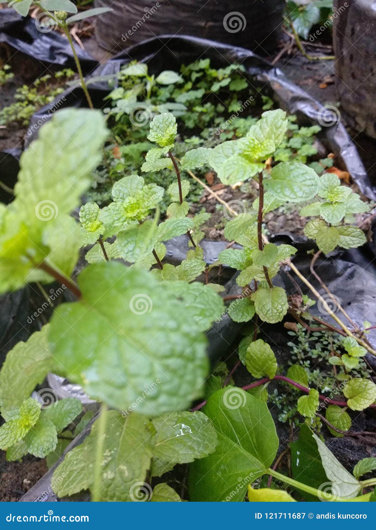Mint nature fresh stock image. Image of mint, nature - 121711687