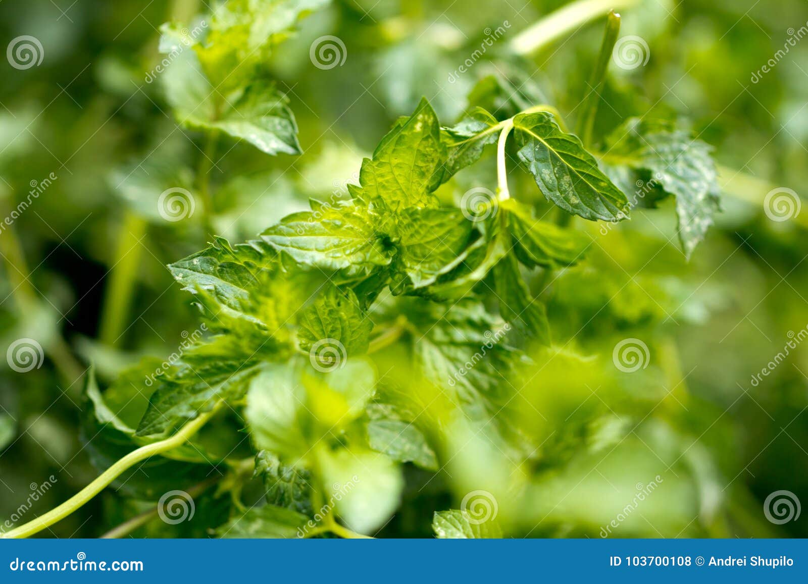 Mint in nature stock photo. Image of mint, garden, fragrant - 103700108