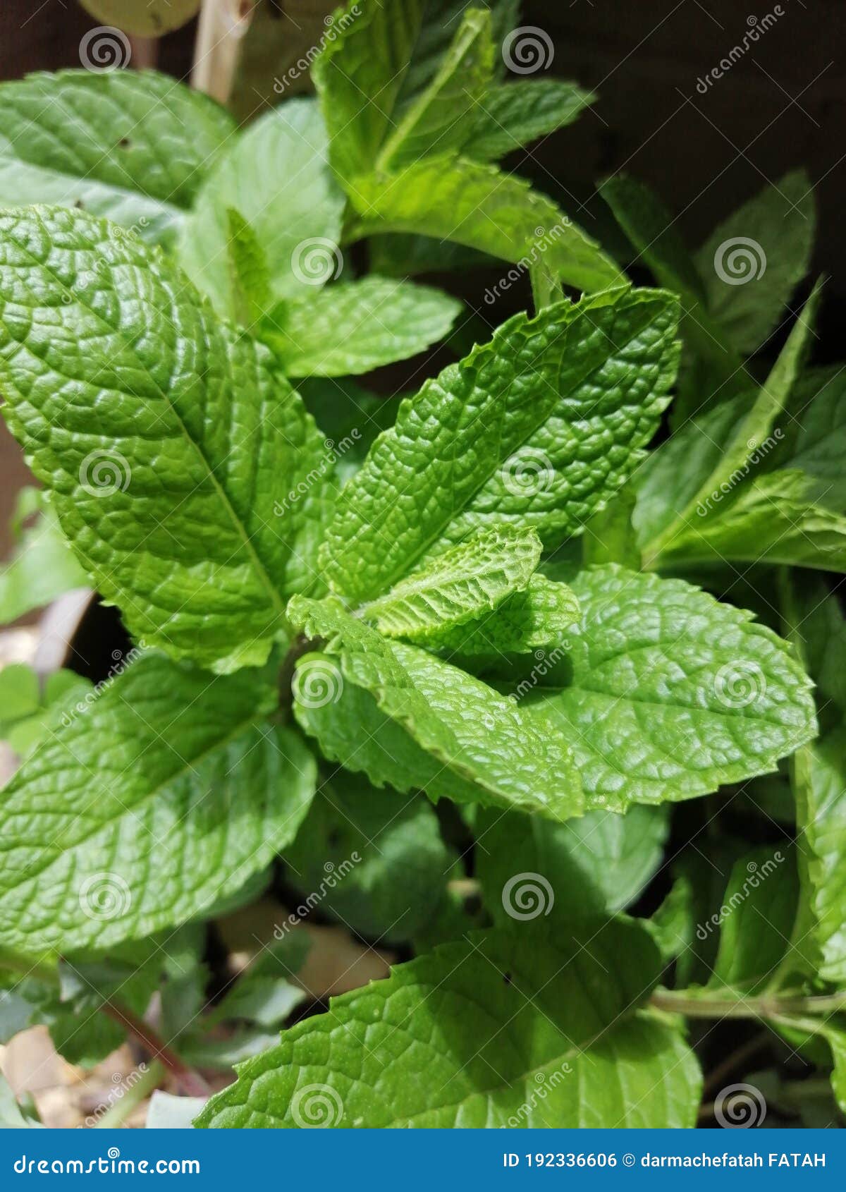 Mint from North Africa stock photo. Image of leaf, food - 192336606
