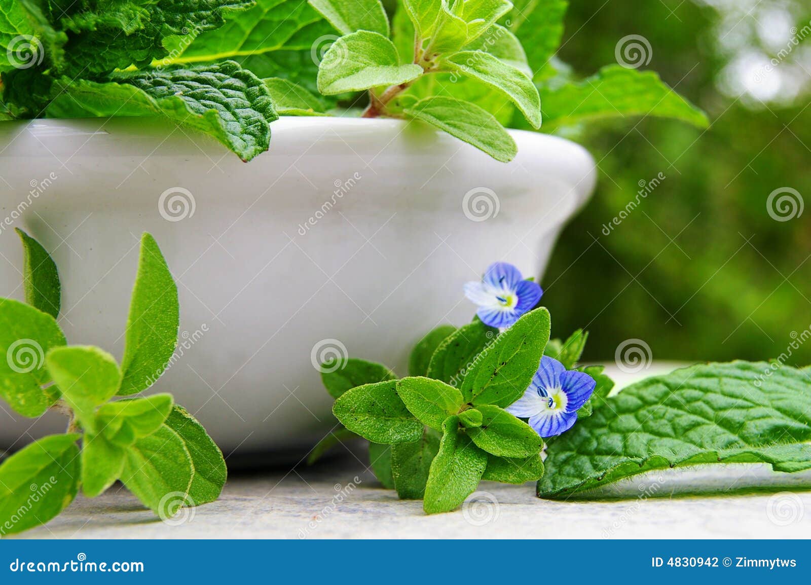 Mint and oregano stock photo. Image of spices, macro, ingredient - 4830942