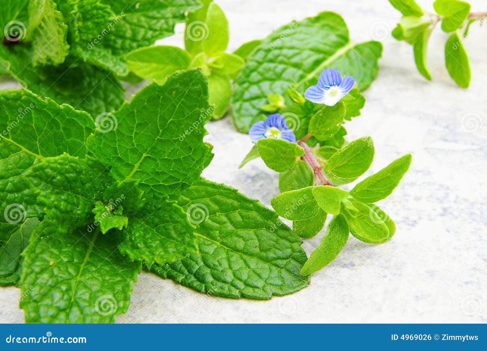 Mint and oregano stock photo. Image of oregano, fresh - 4969026