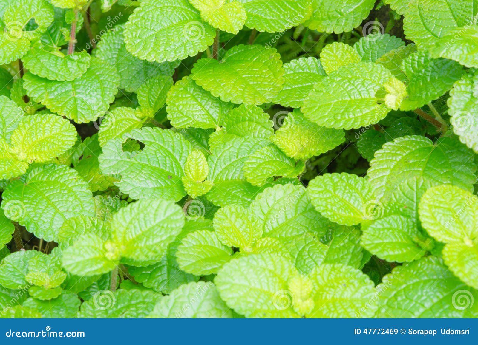Mint or peppermint texture stock image. Image of peppermint - 47772469