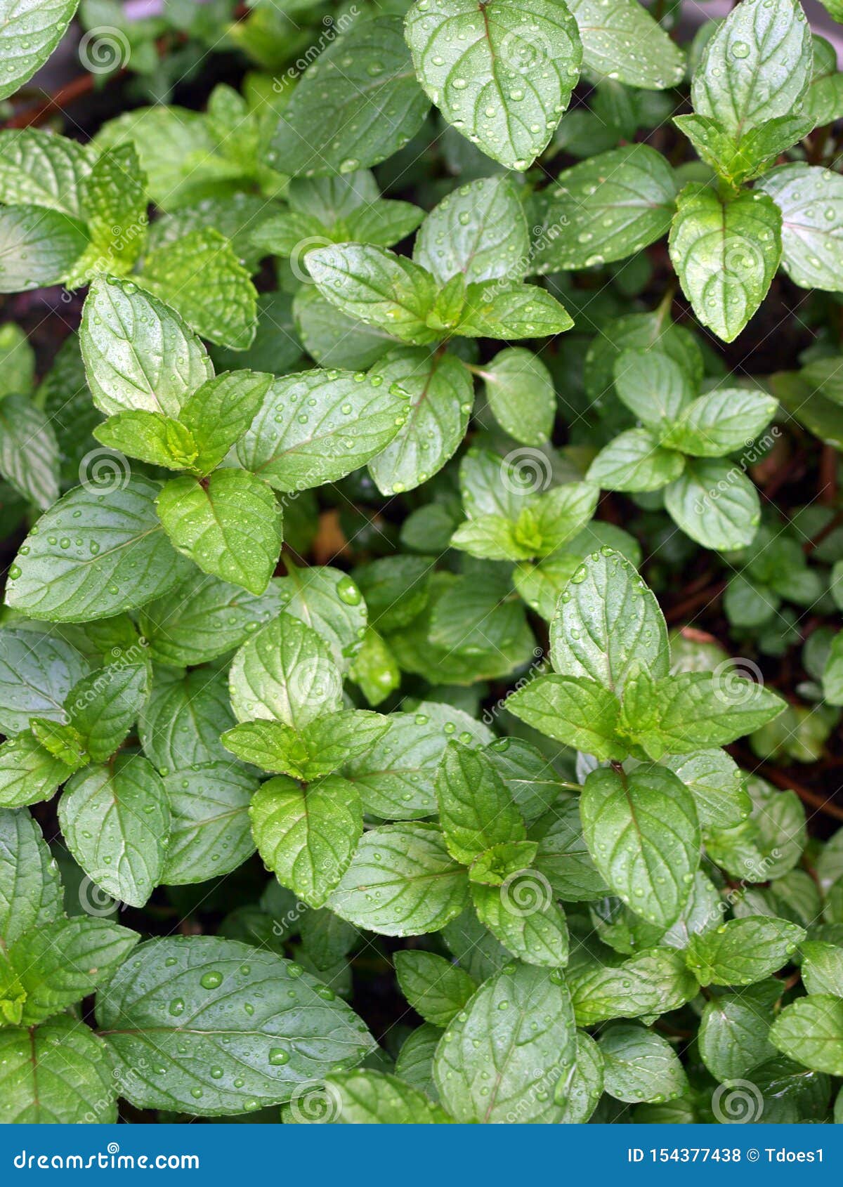 Mint stock photo. Image of home, leaf, natural, mint - 154377438