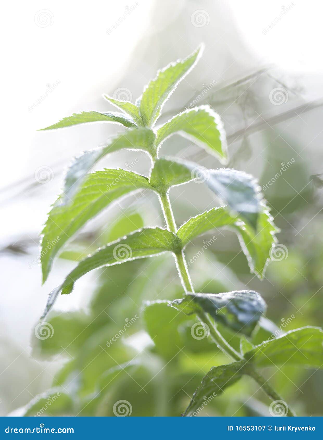 Mint plant stock image. Image of healthy, herb, field - 16553107