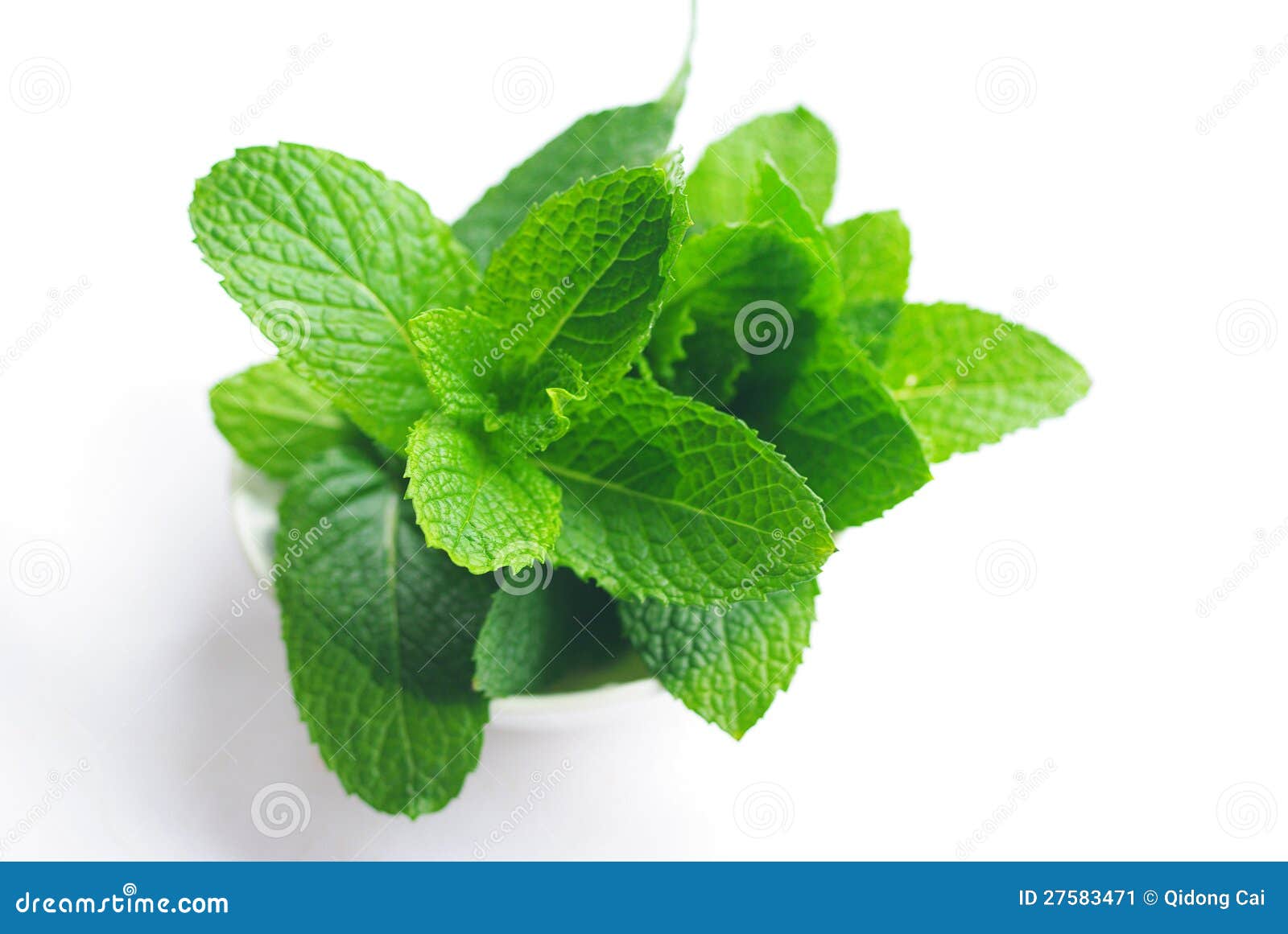 Mint plant stock image. Image of herbal, ecology, grow - 27583471