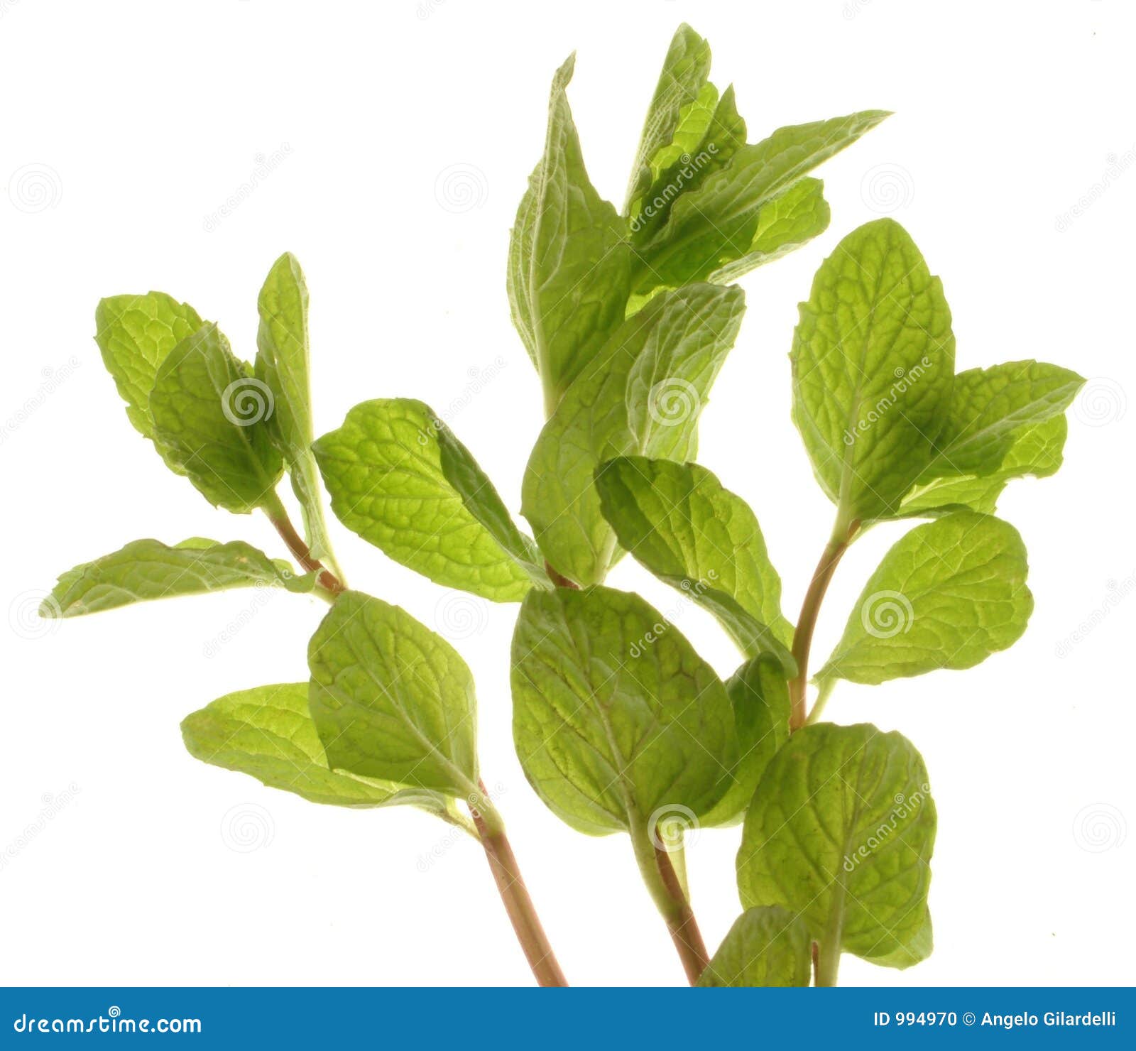 Mint plant stock photo. Image of leaves, taste, nature - 994970