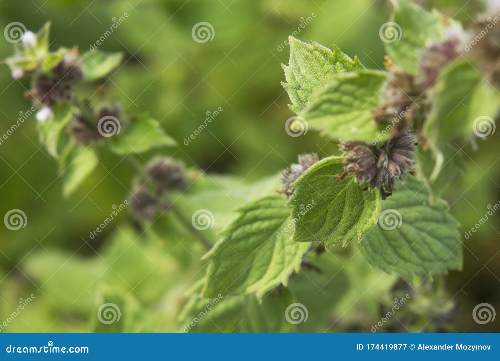 Mint Plant on the Background of the Field Closeup Stock Image - Image ...