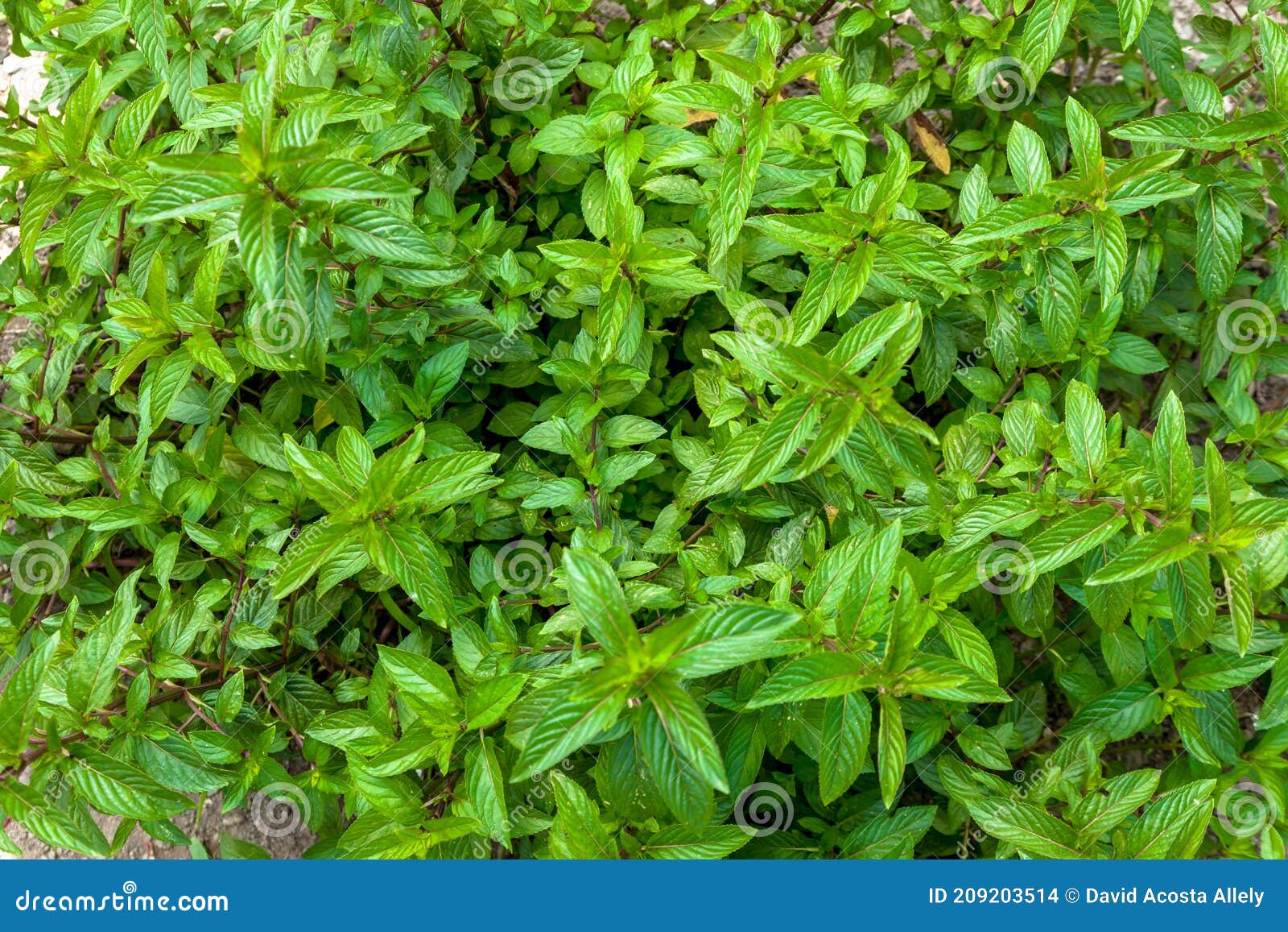 Mint plant stock photo. Image of aromatherapy, bunch - 209203514
