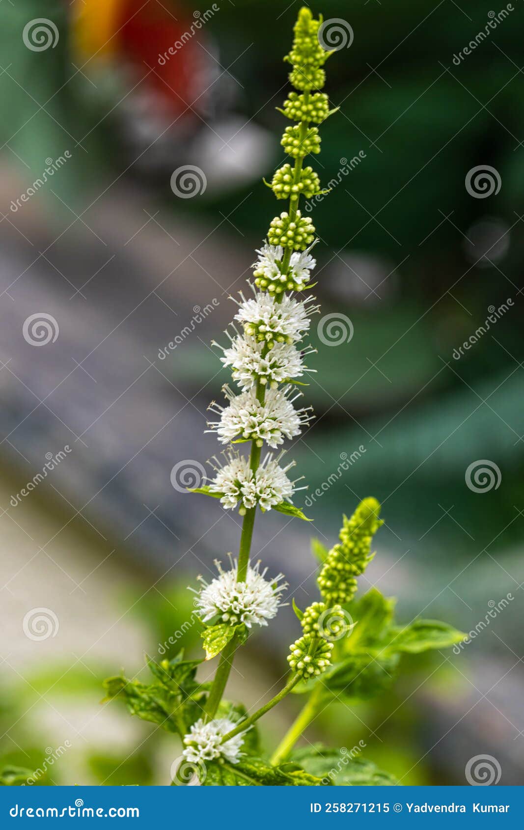 A Mint Plant Flowering in the Garden Stock Image - Image of floral ...
