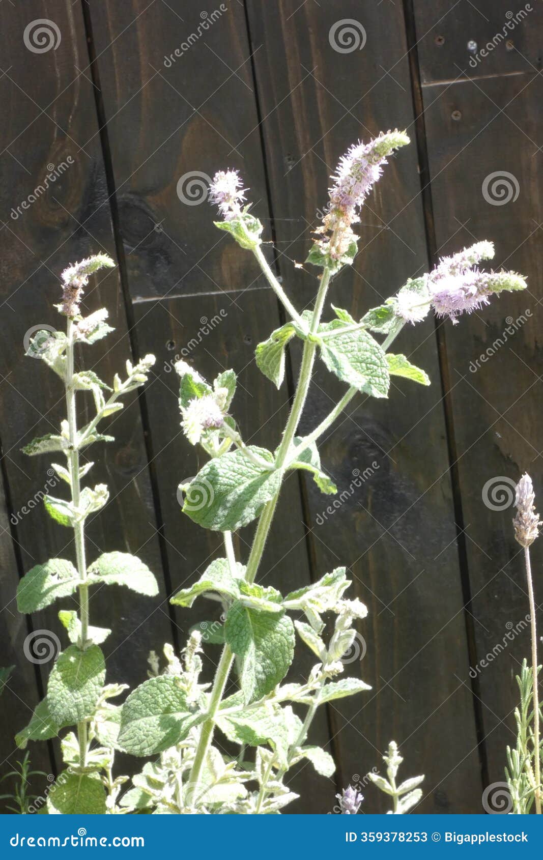 Mint Plant stock image. Image of latin, produce, blossom - 359378253